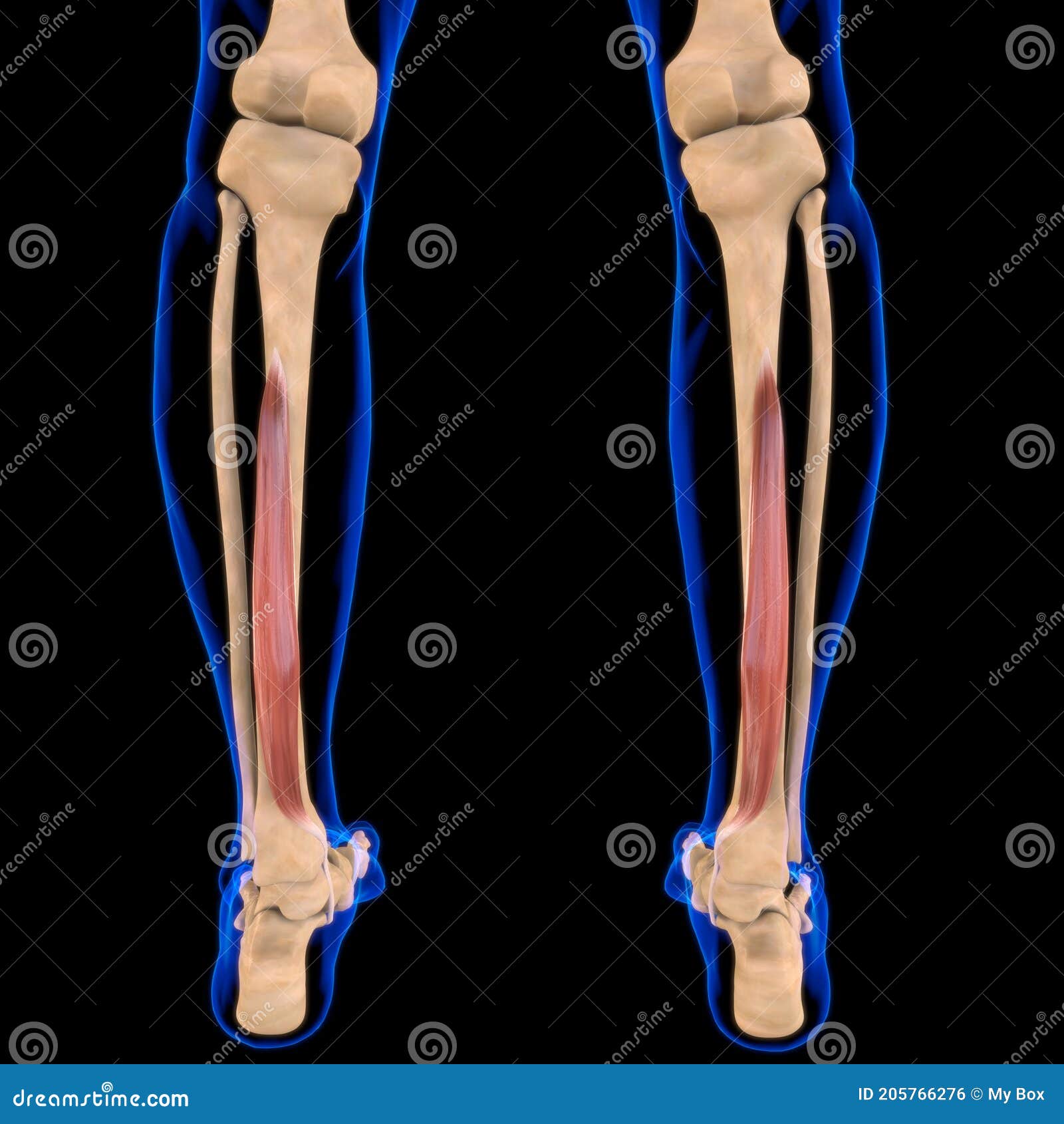 Flexor Digitorum Longus Muscle Anatomy for Medical Concept 3D ...