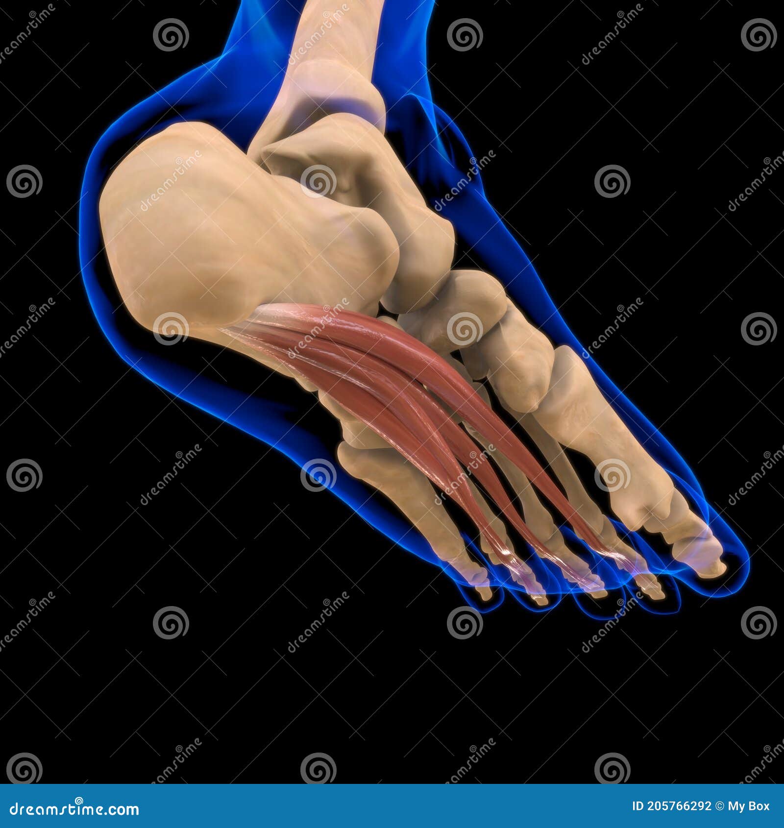 Flexor Digitorum Brevis Muscle Anatomy for Medical Concept 3D ...