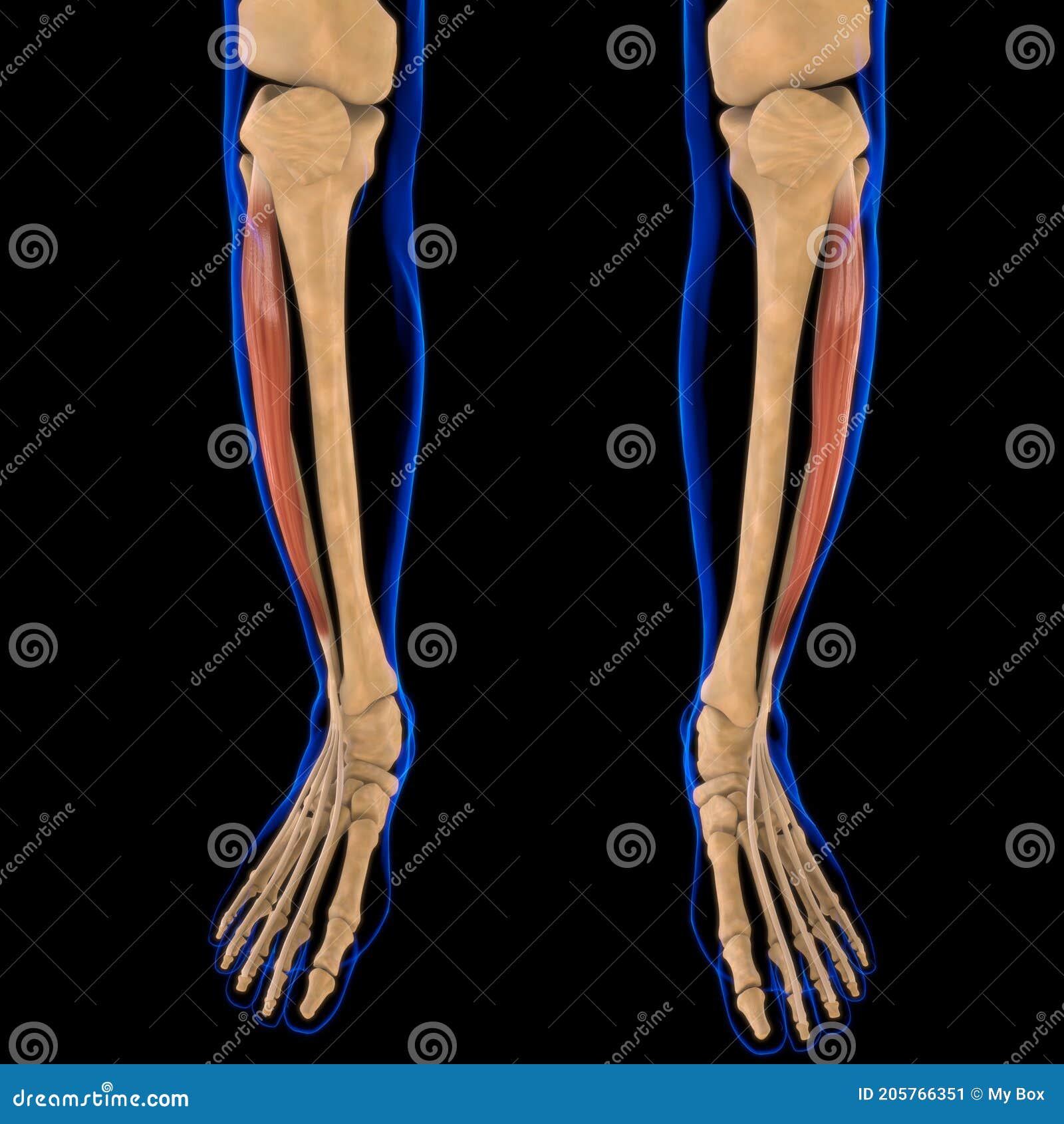 Extensor Digitorum Longus_Muscle Anatomy for Medical Concept 3D ...