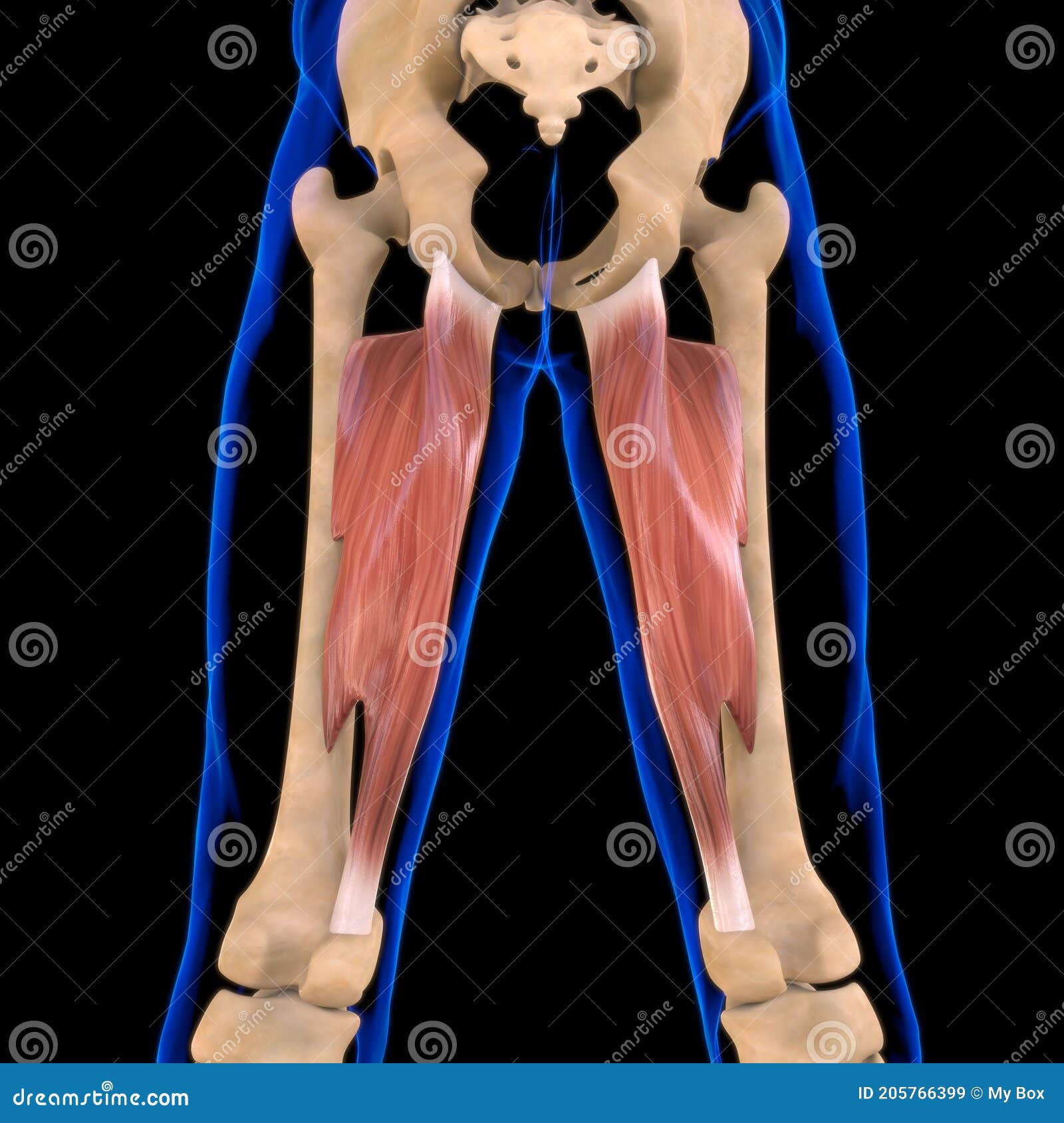 Adductor Magnus Muscle Anatomy for Medical Concept 3D Illustration ...