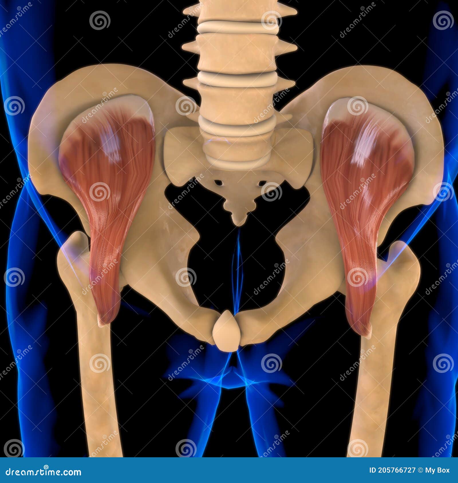 Iliacus Muscle Anatomy for Medical Concept 3D Illustration Stock ...