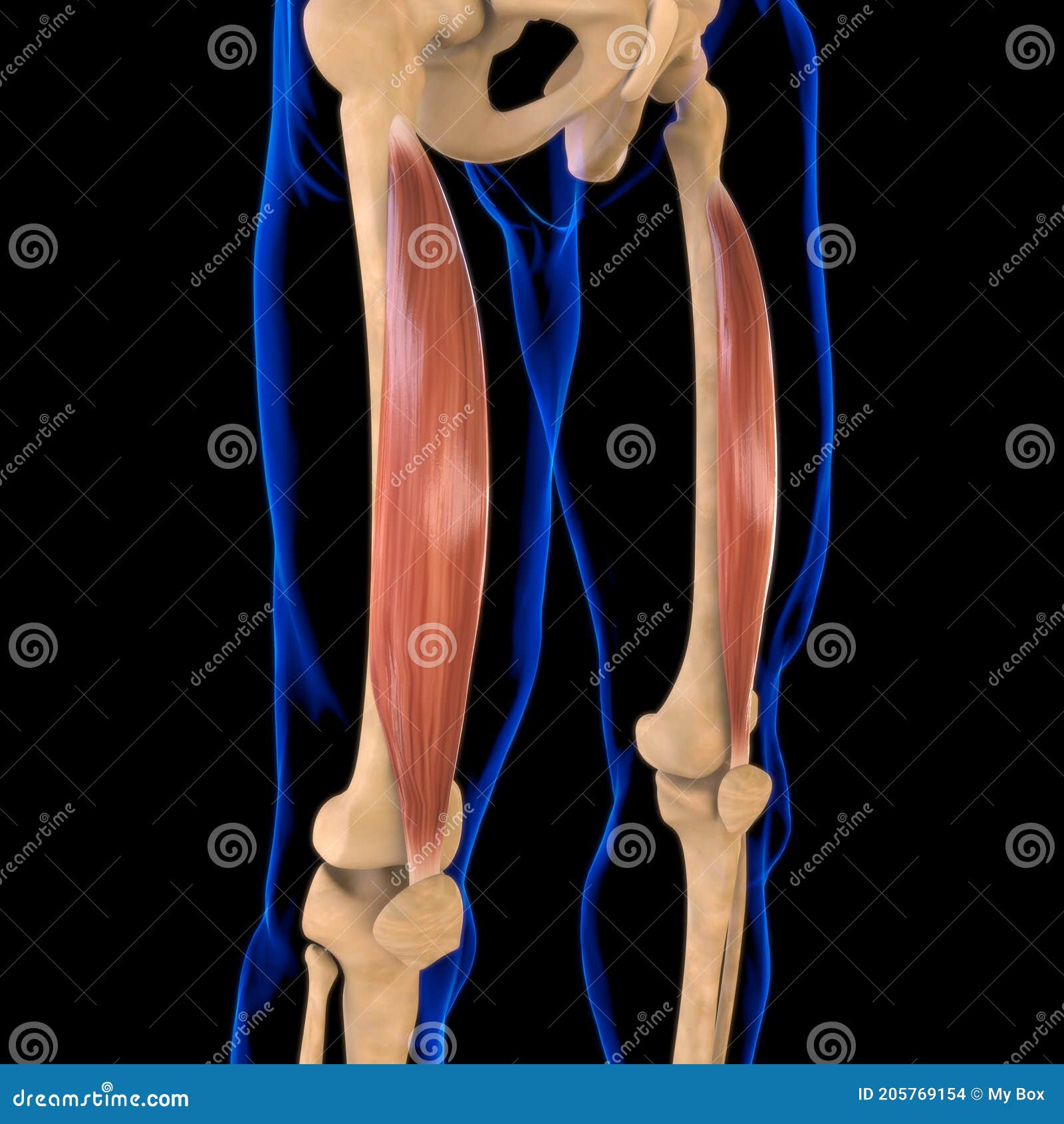 Vastus Intermedius Muscle Anatomy for Medical Concept 3D Illustration ...