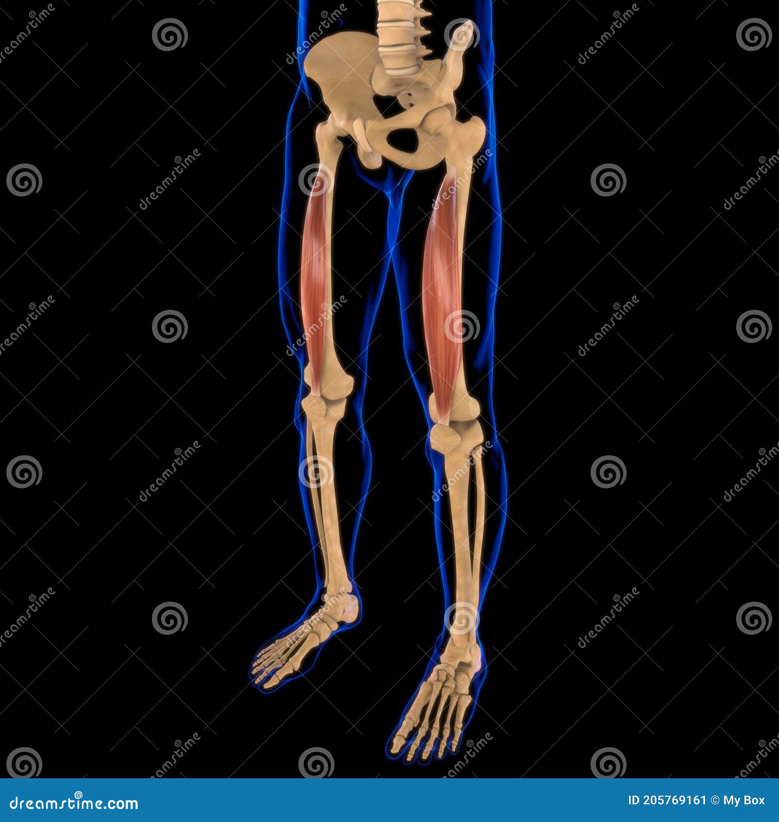 Vastus Intermedius Muscle Anatomy for Medical Concept 3D Illustration ...