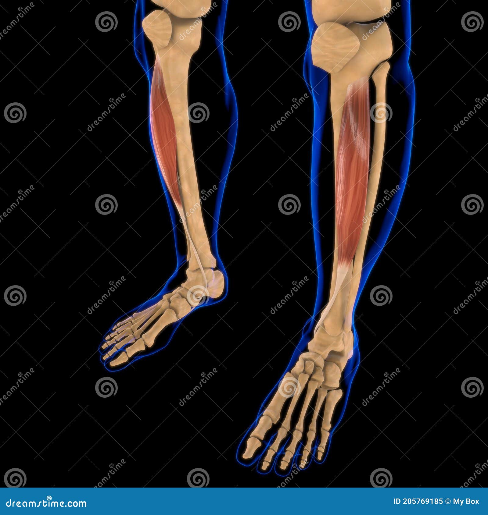 Tibialis Anterior Muscle Anatomy for Medical Concept 3D Illustration ...