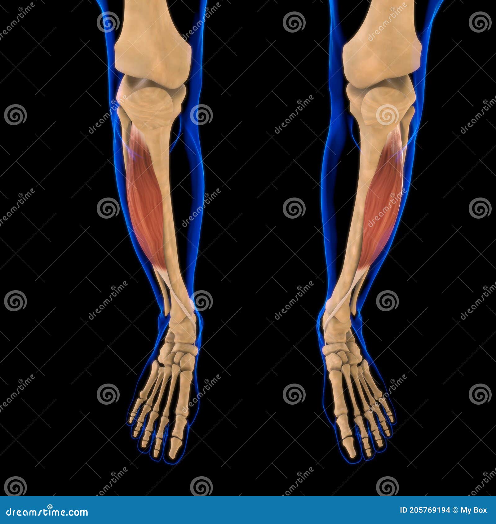 Tibialis Anterior Muscle Anatomy for Medical Concept 3D Illustration ...