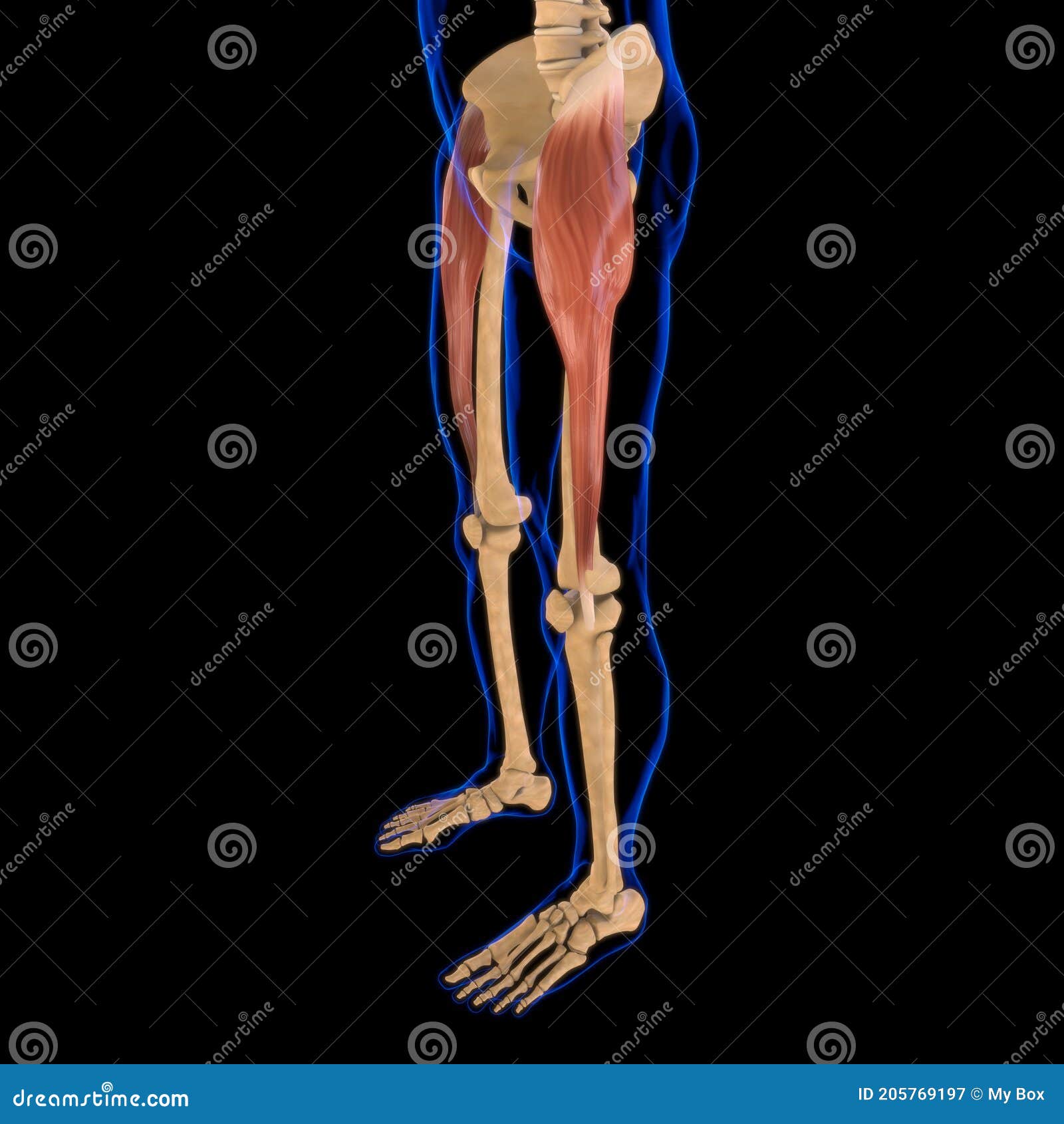 Tensor Fasciae Latae Muscle Anatomy for Medical Concept 3D Illustration ...
