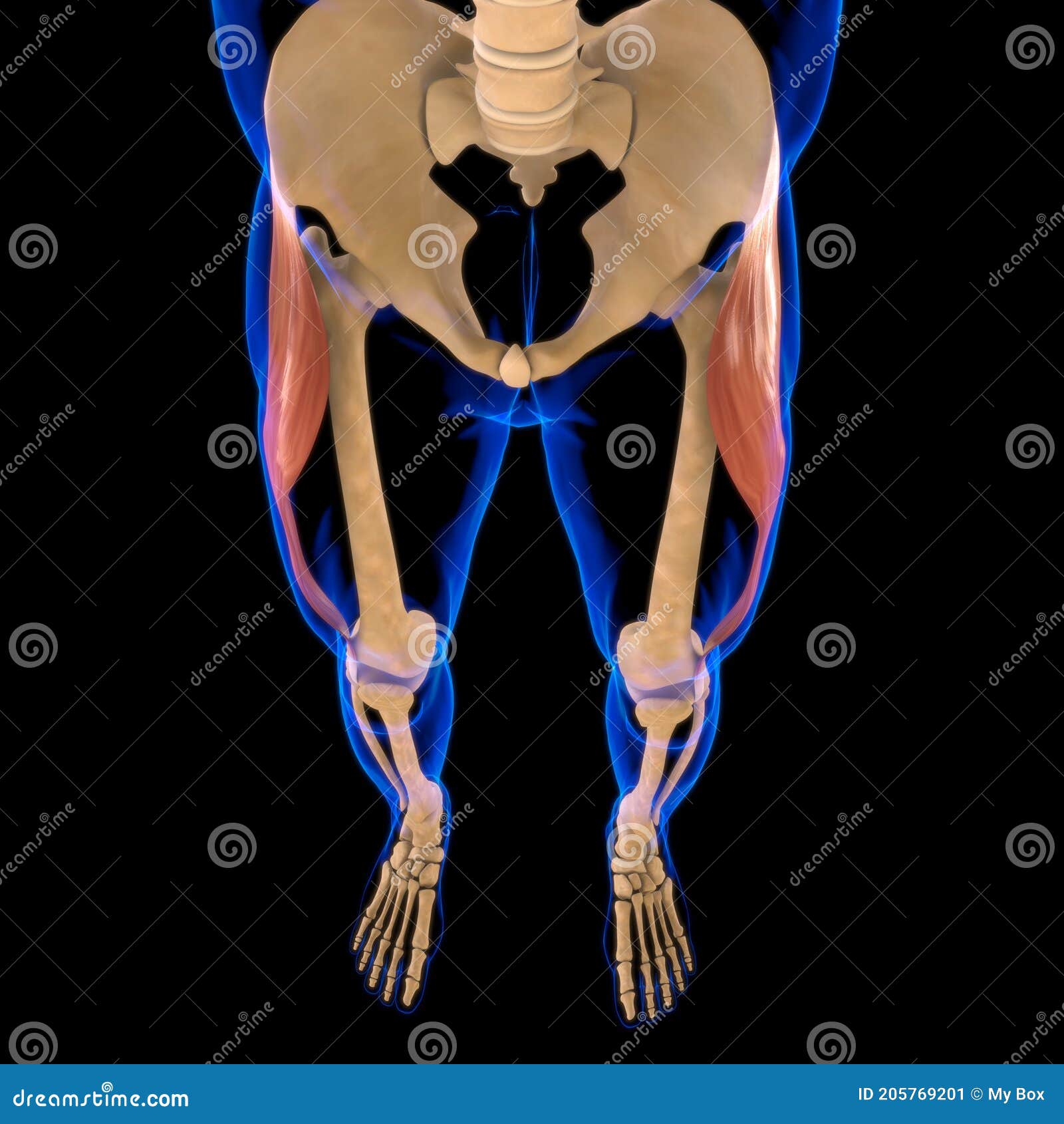 Tensor Fasciae Latae Muscle Anatomy for Medical Concept 3D Illustration ...