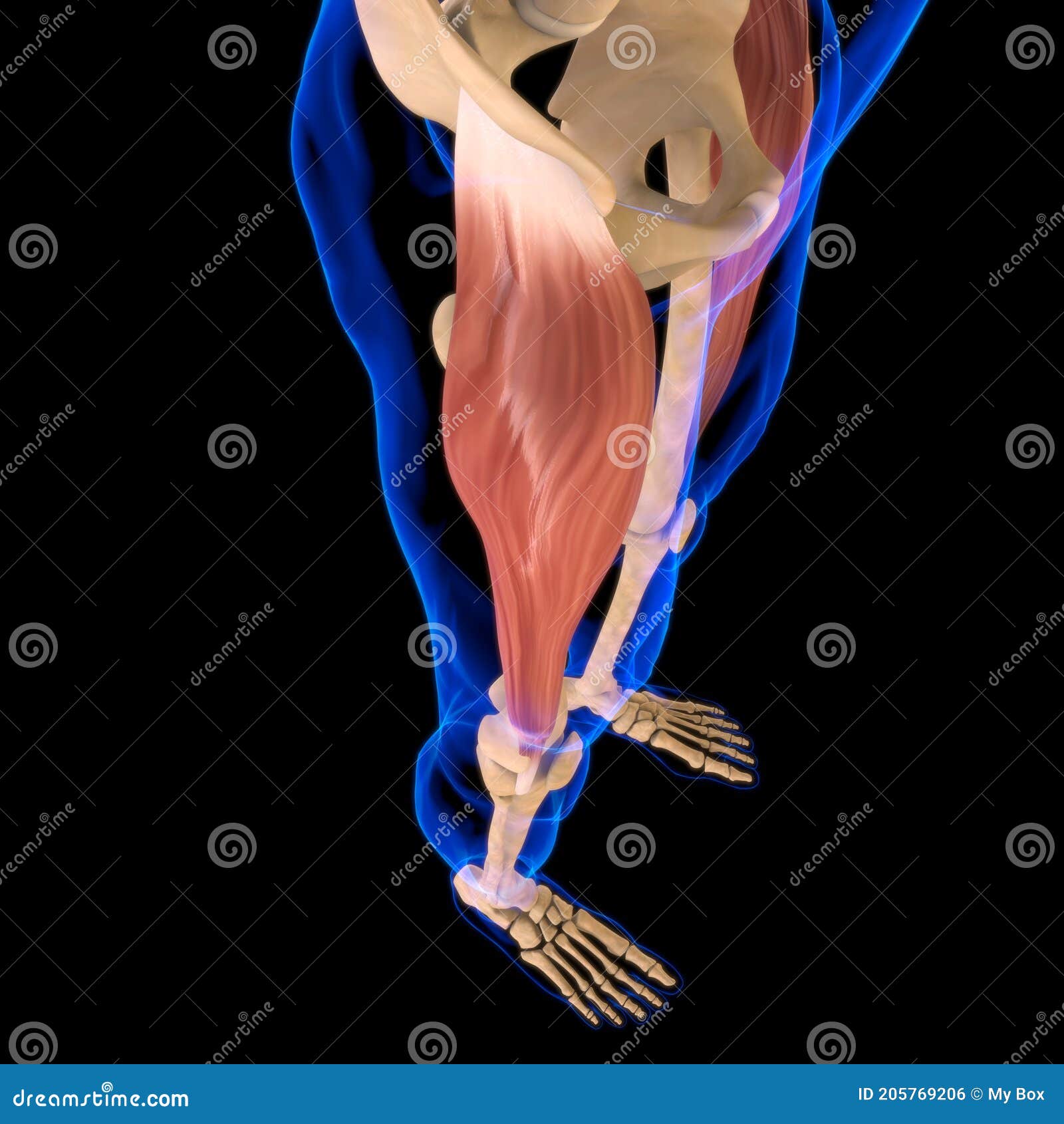Tensor Fasciae Latae Muscle Anatomy for Medical Concept 3D Illustration ...