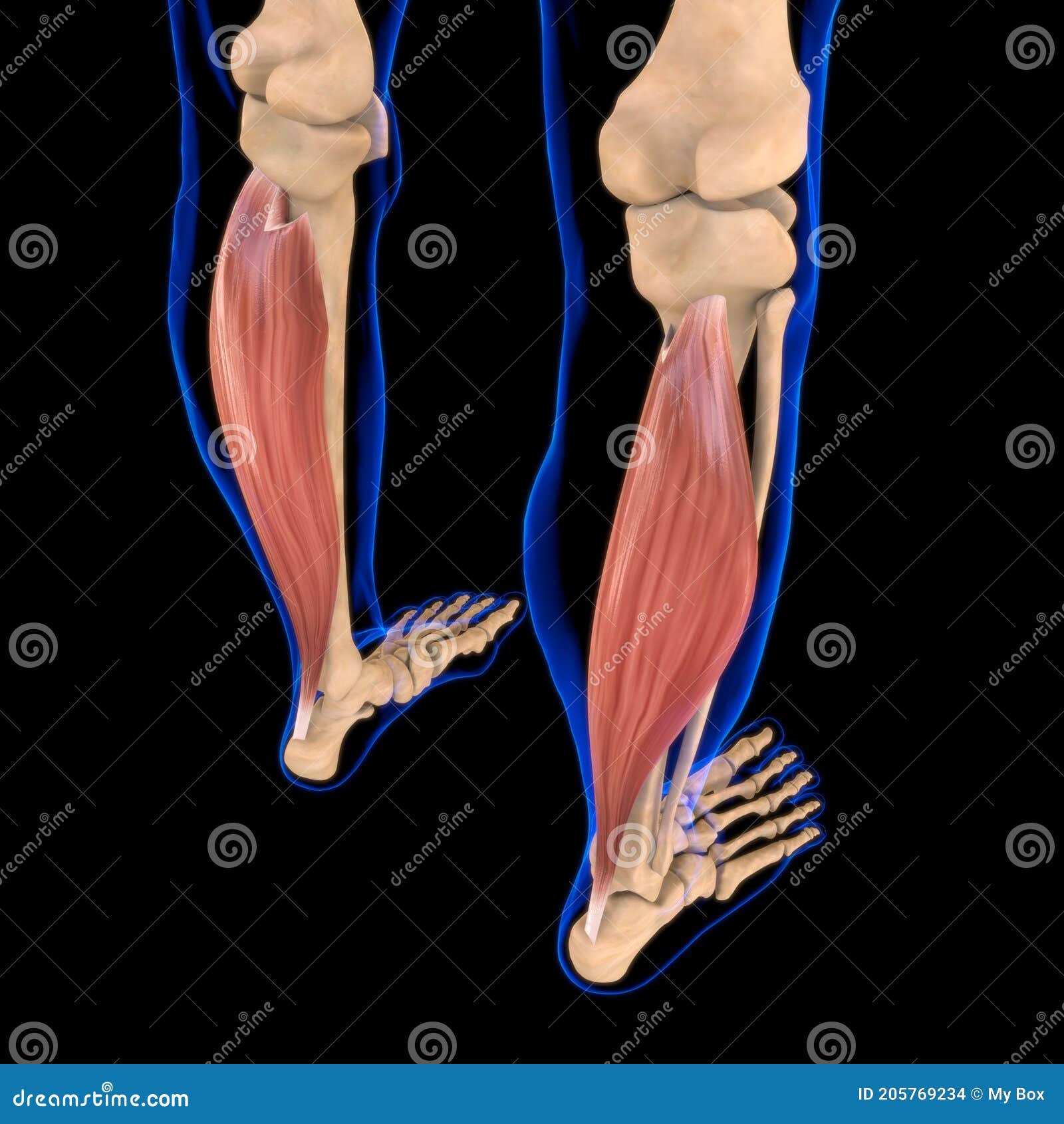 Soleus Muscle Anatomy for Medical Concept 3D Illustration Stock ...