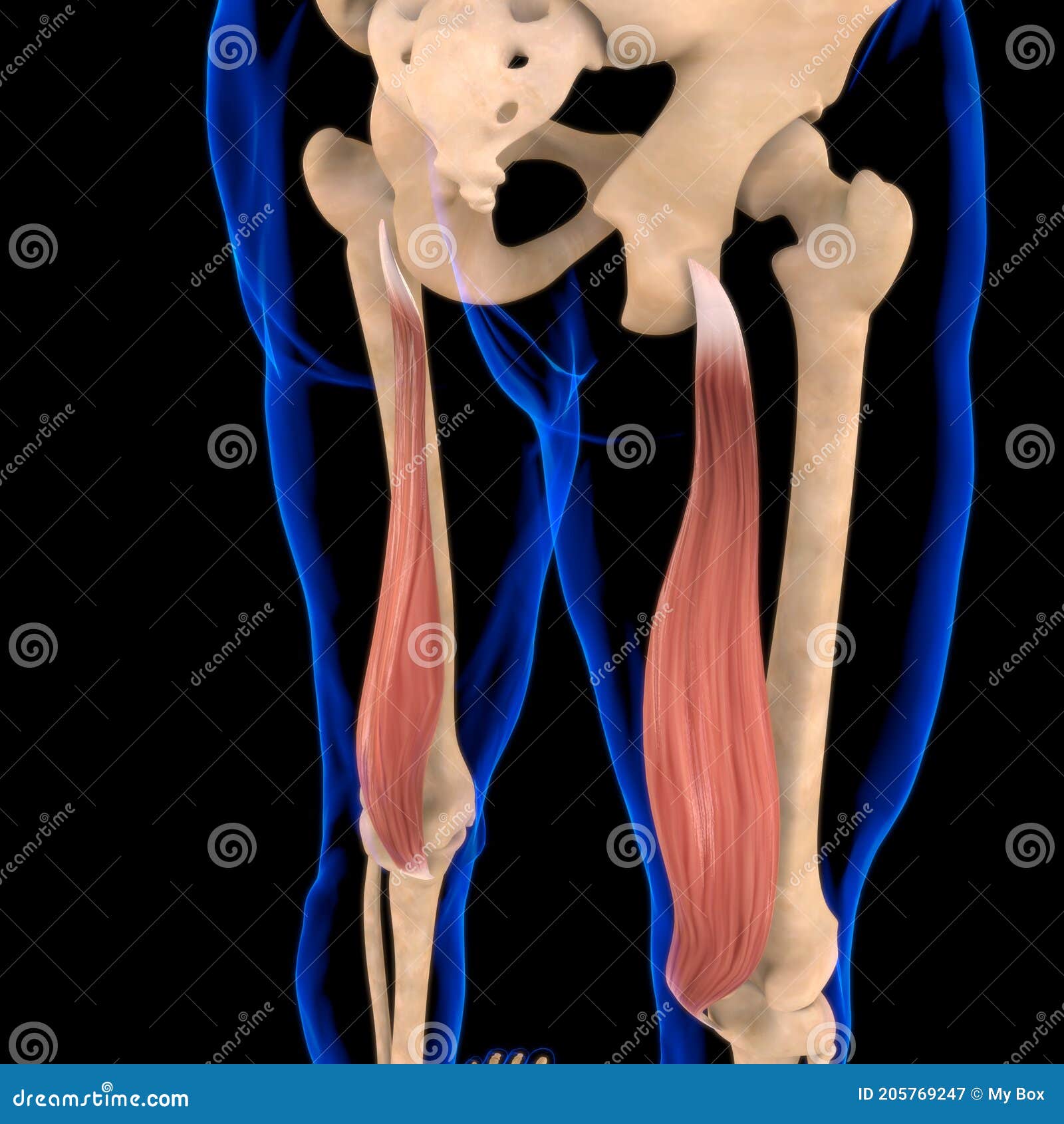 Semimembranosus Muscle Anatomy for Medical Concept 3D Illustration ...