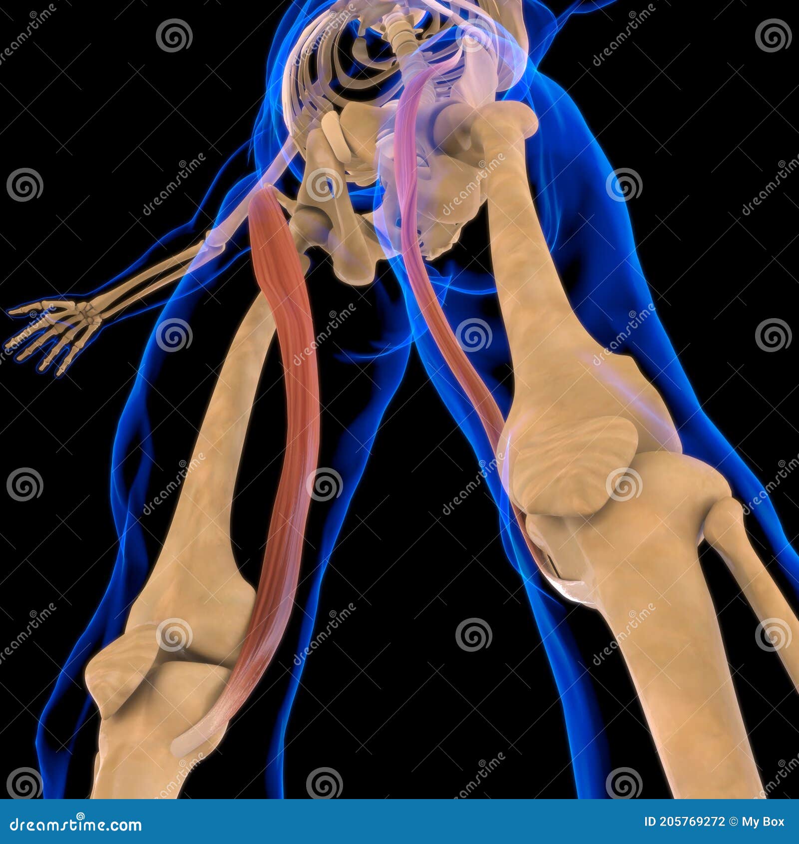 Sartorius Muscle Anatomy for Medical Concept 3D Illustration Stock ...
