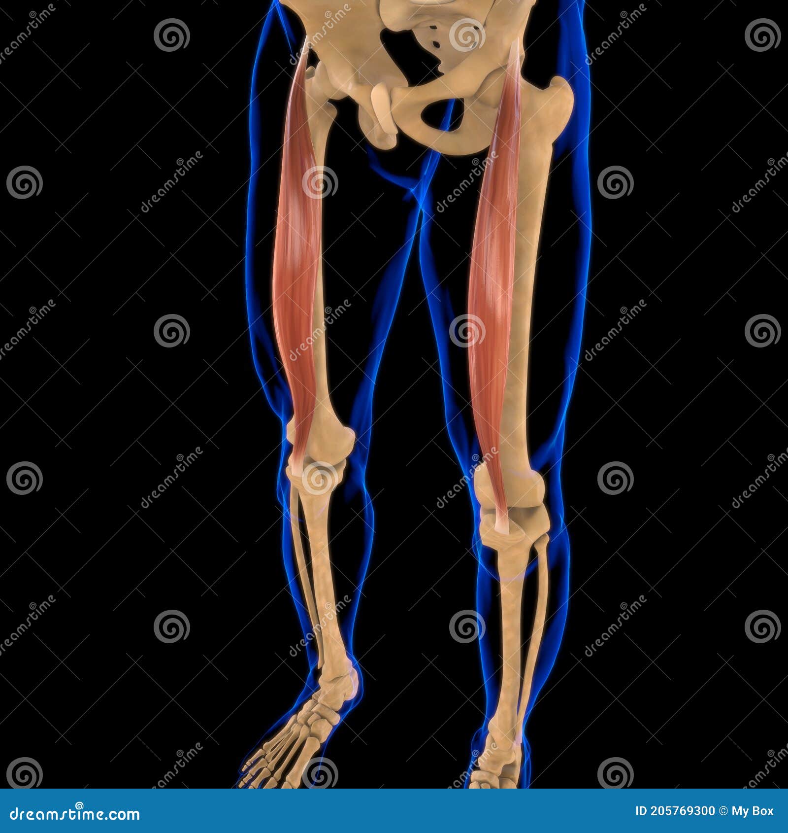 Rectus Femoris Muscle Anatomy for Medical Concept 3D Illustration Stock ...