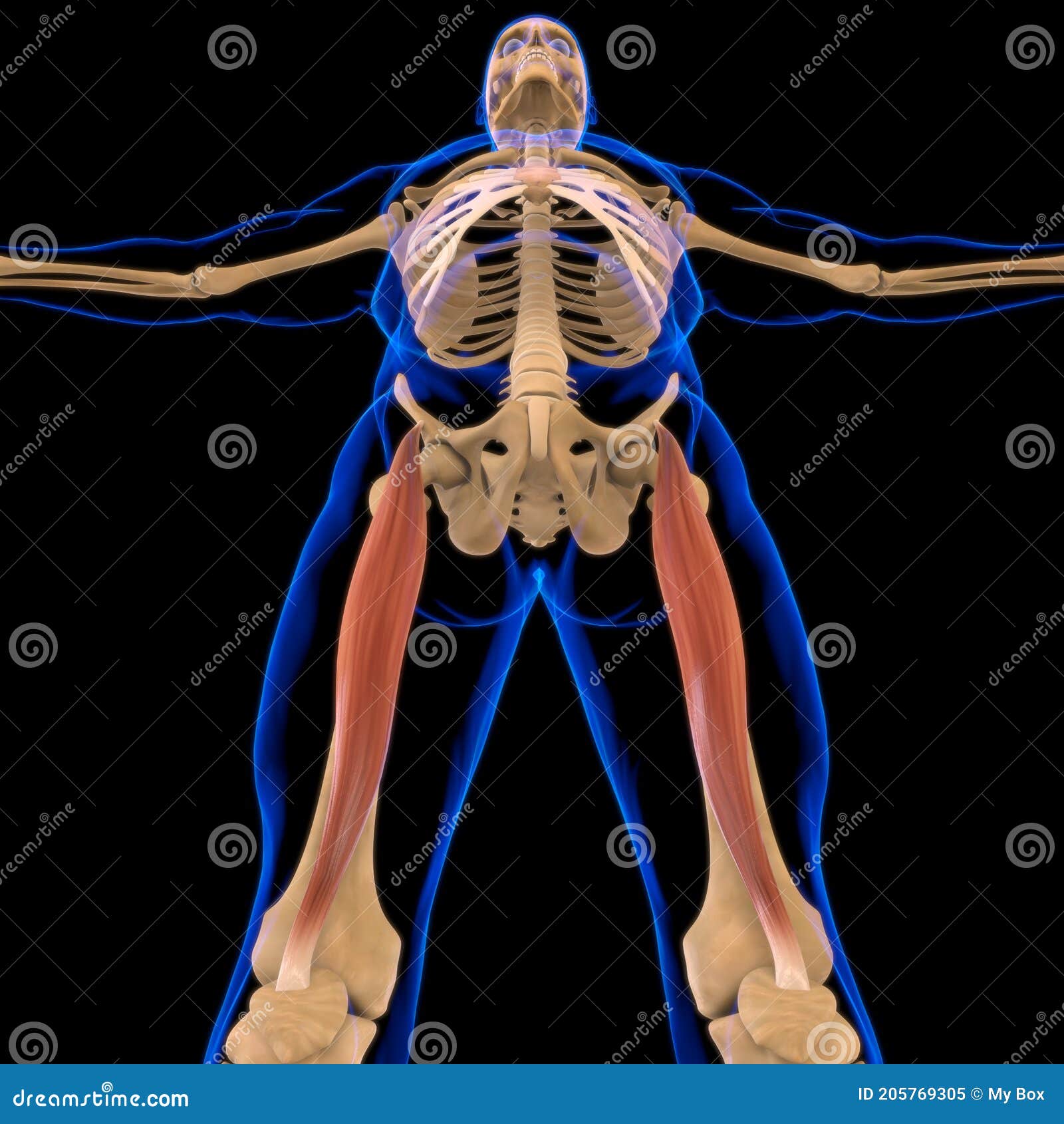 Rectus Femoris Muscle Anatomy for Medical Concept 3D Illustration Stock ...