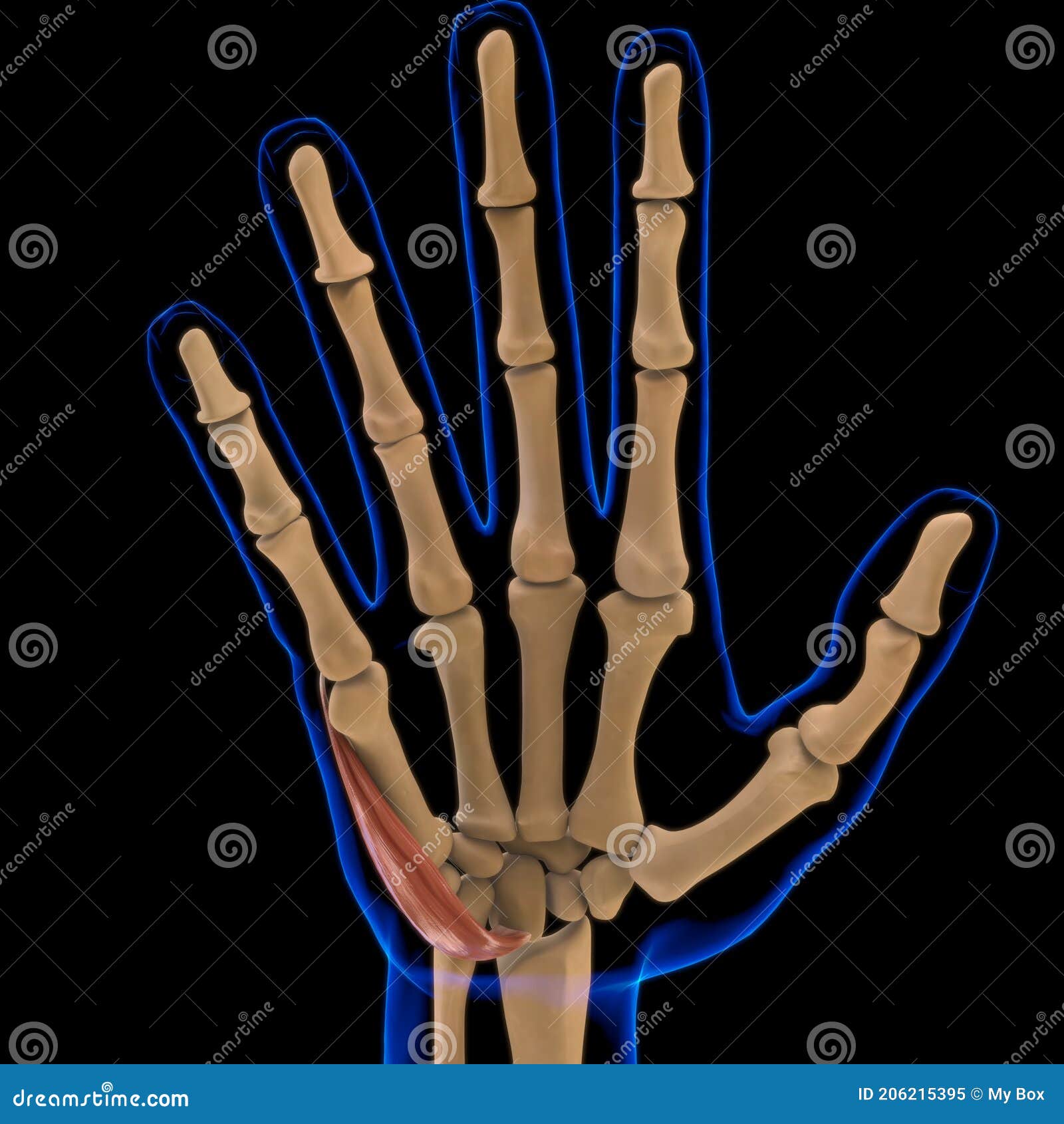 Abductor Digiti Quinti Brevis Muscle of Hand Anatomy for Medical ...