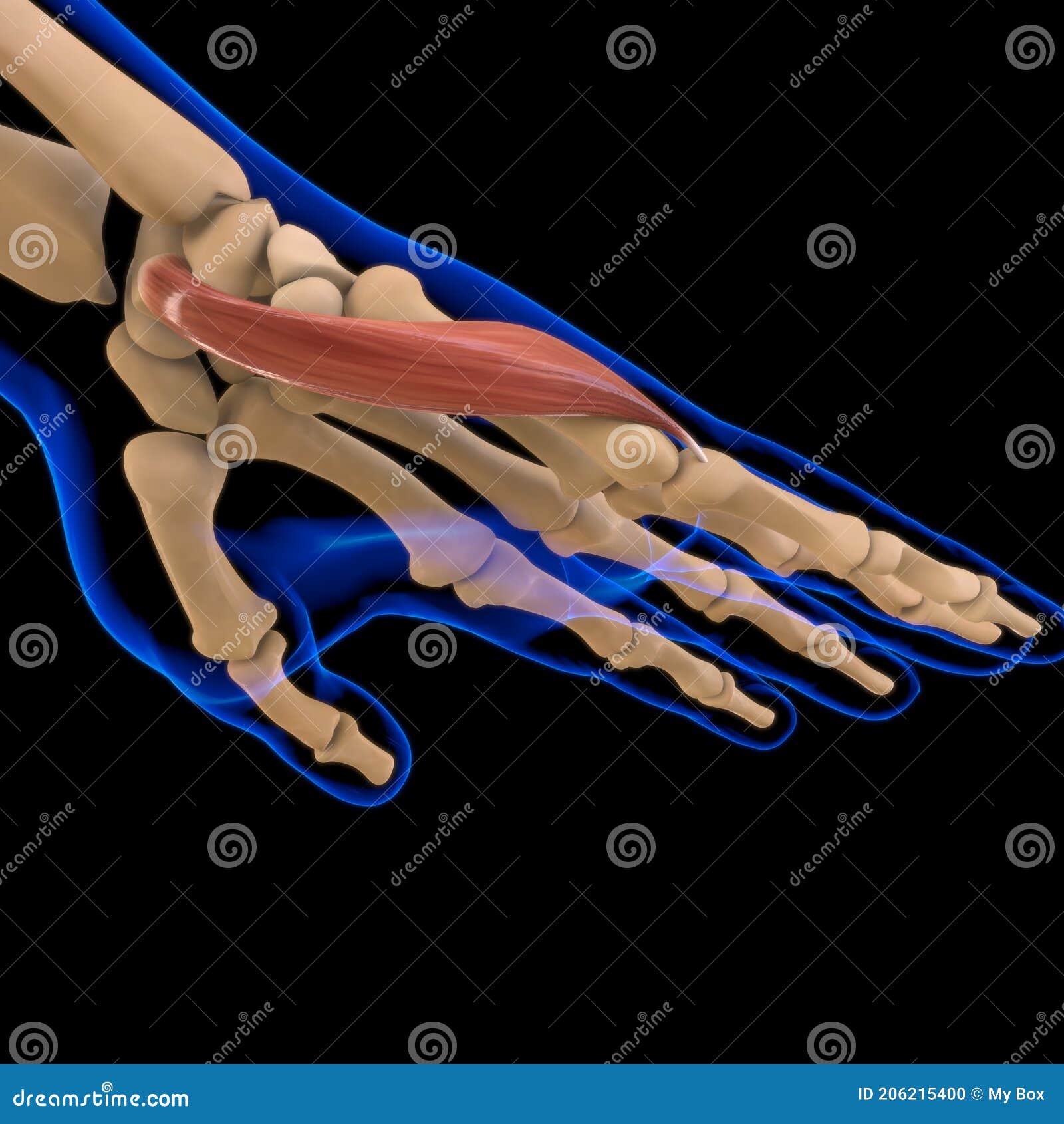 Abductor Digiti Quinti Brevis Muscle of Hand Anatomy for Medical ...