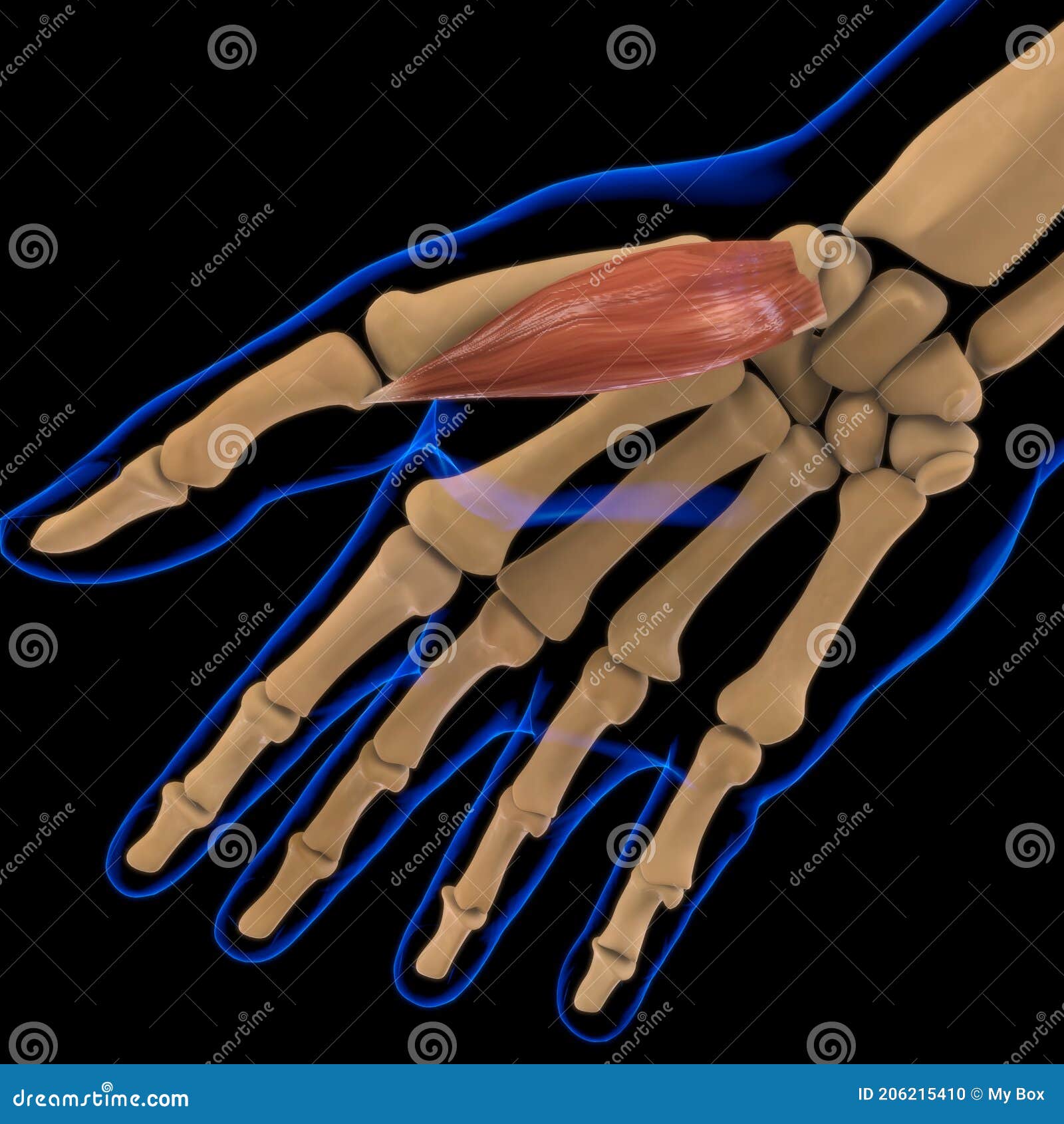 Abductor Pollicis Brevis Muscle Anatomy for Medical Concept 3D ...
