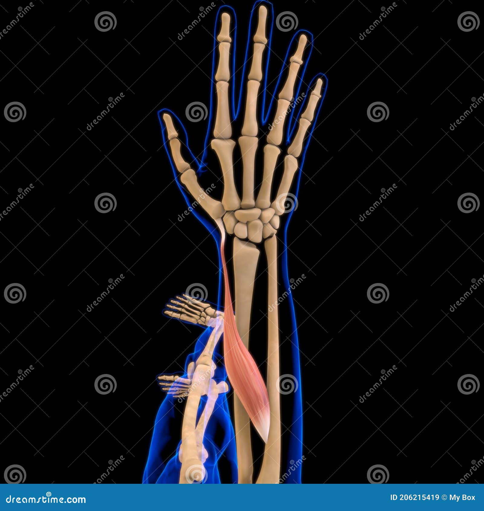 Abductor Pollicis Longus Muscle Anatomy for Medical Concept 3D ...