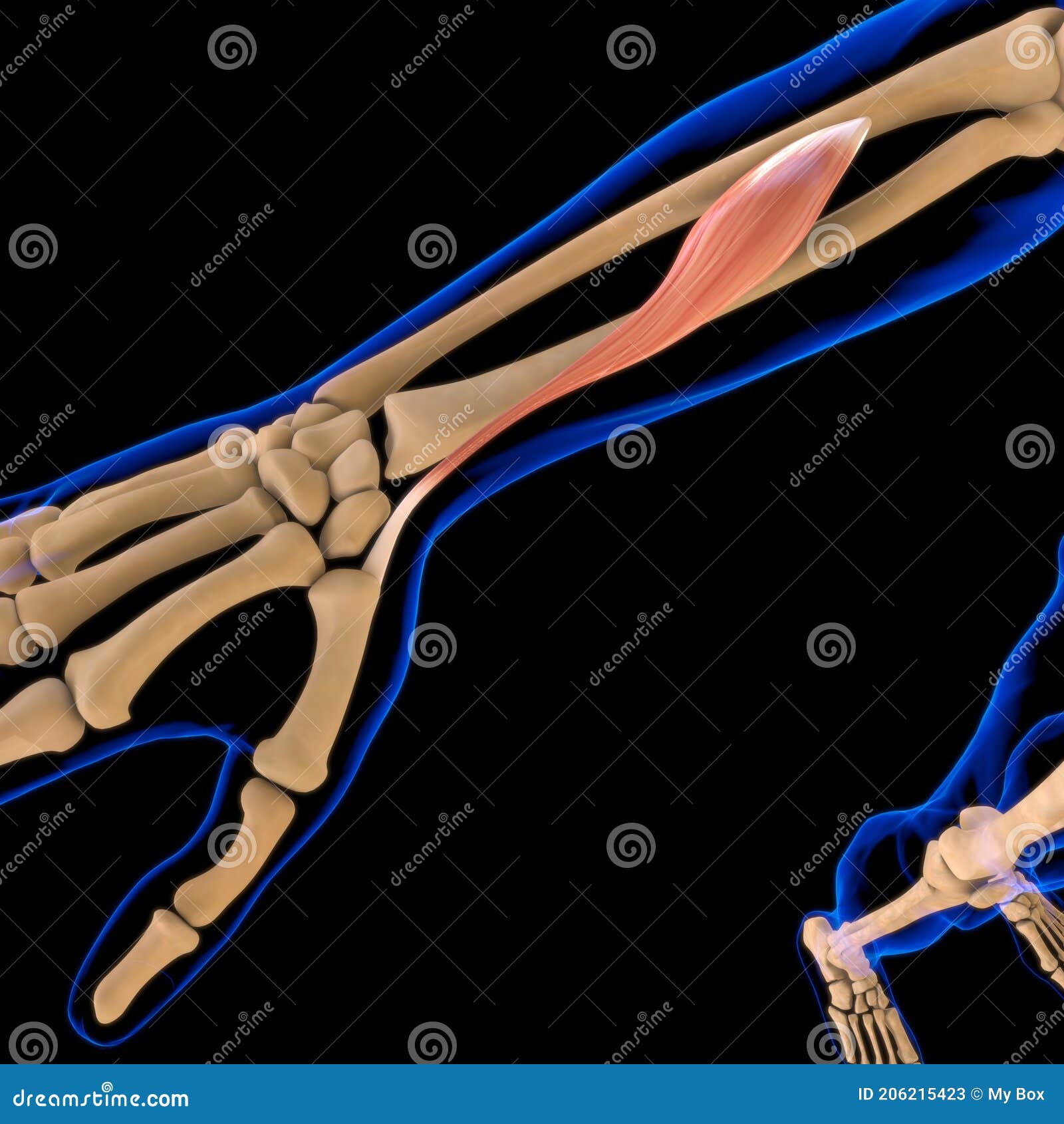 Abductor Pollicis Longus Muscle Anatomy for Medical Concept 3D ...
