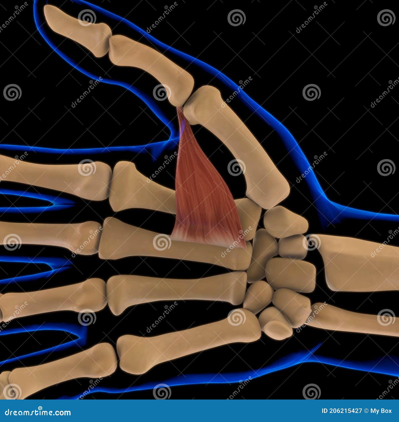 Adductor Pollicis Muscle Anatomy for Medical Concept 3D Illustration ...