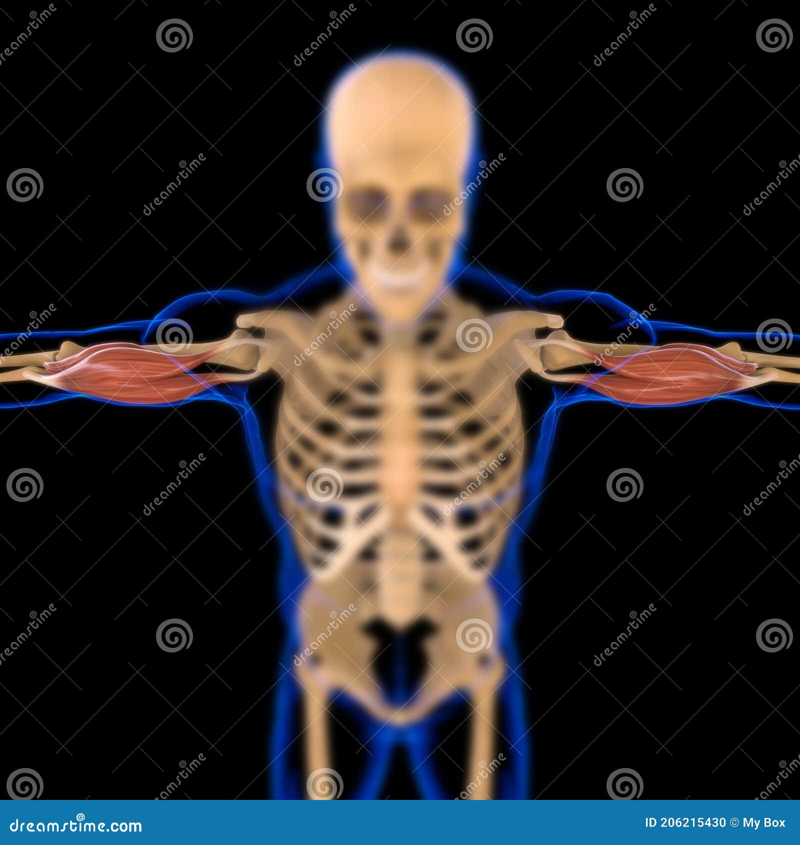 Biceps Brachii Muscle Anatomy for Medical Concept 3D Illustration Stock ...