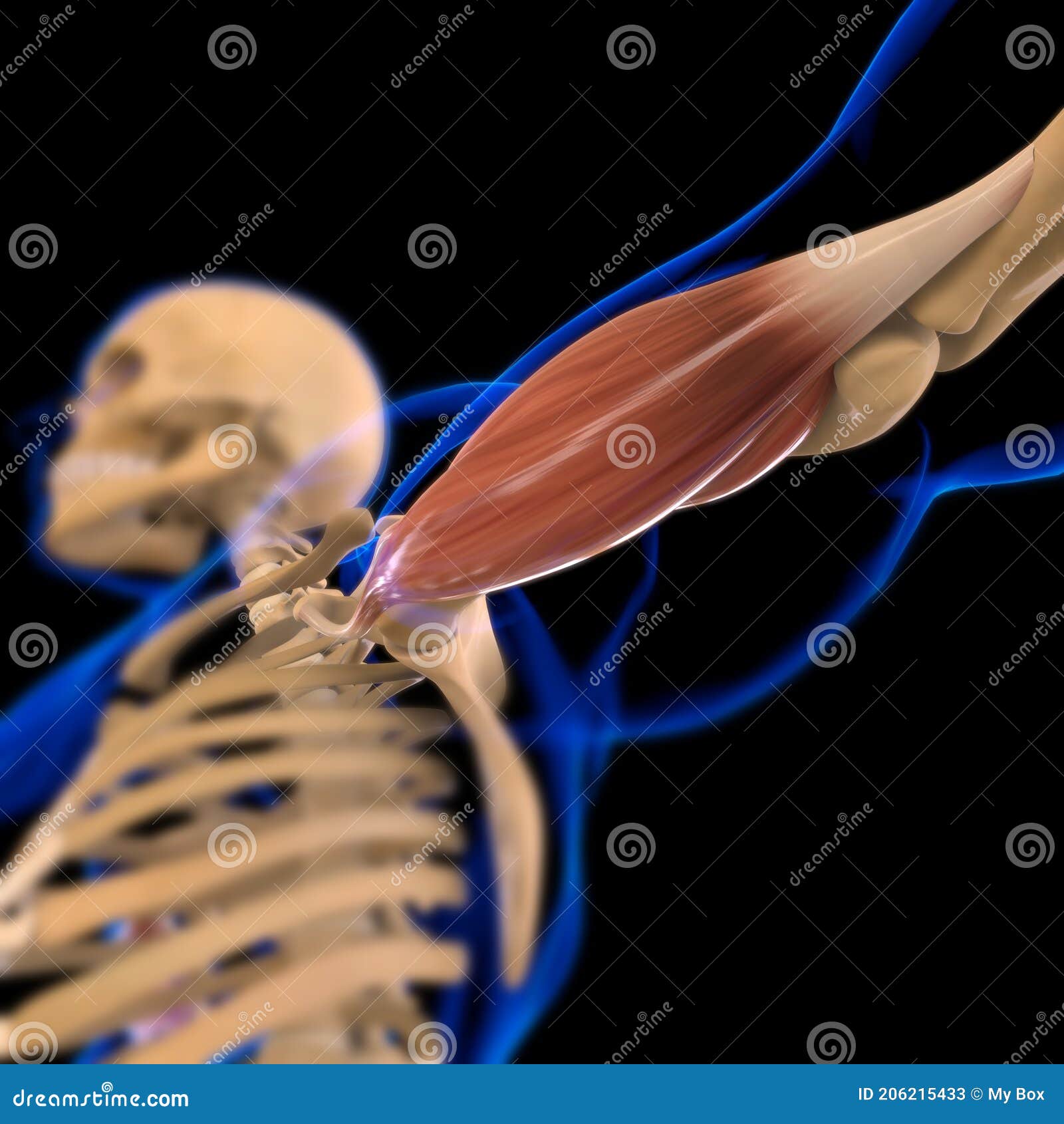 Biceps Brachii Muscle Anatomy for Medical Concept 3D Illustration Stock ...