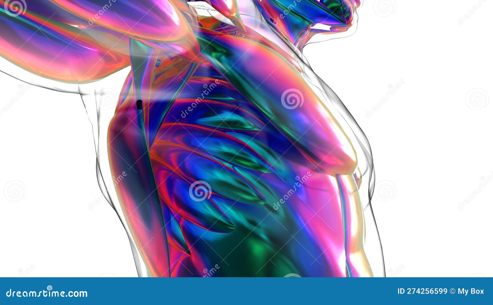 Human Muscle Anatomy for Medical Concept 3D Illustration Stock ...