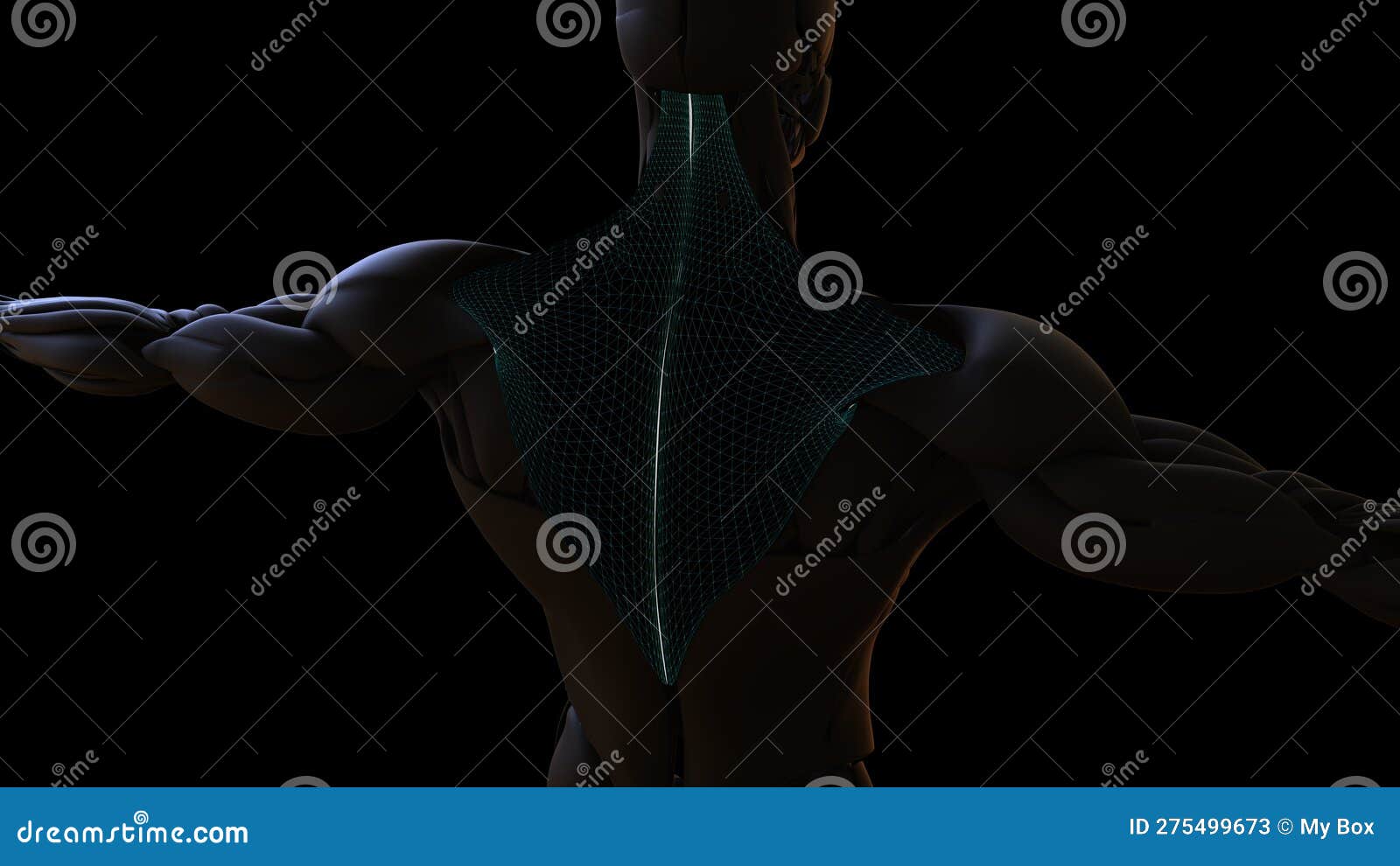 Human Muscle Anatomy for Medical Concept 3D Illustration Stock ...