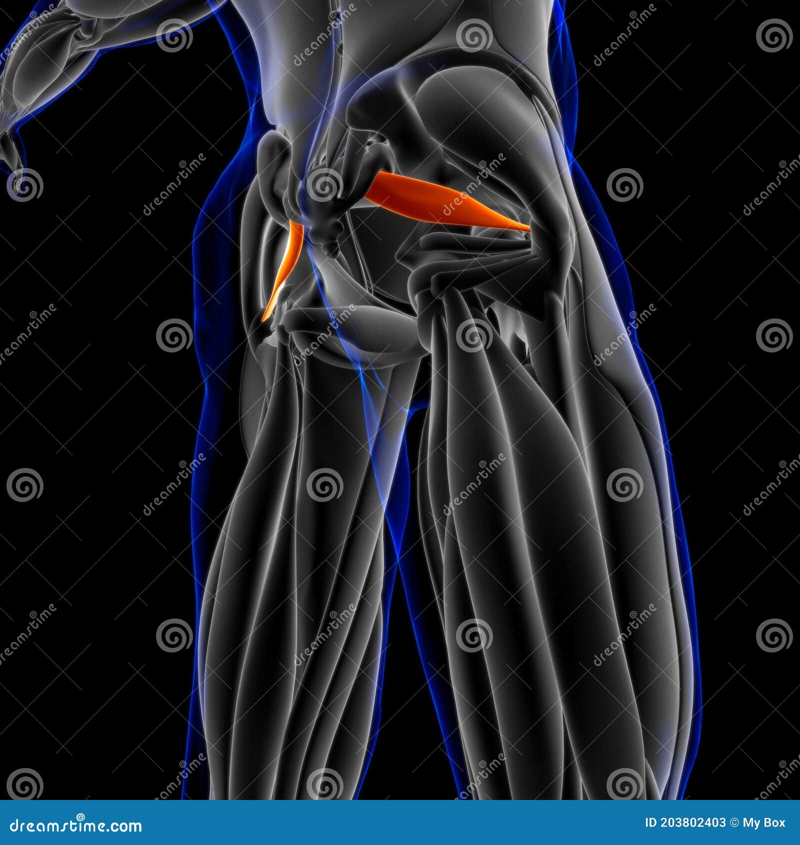 Piriformis Muscle Anatomy for Medical Concept 3D Illustration Stock ...