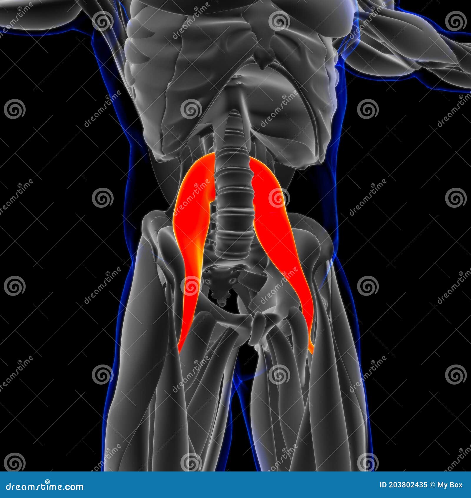 Psoas Major Muscle Anatomy for Medical Concept 3D Illustration Stock ...