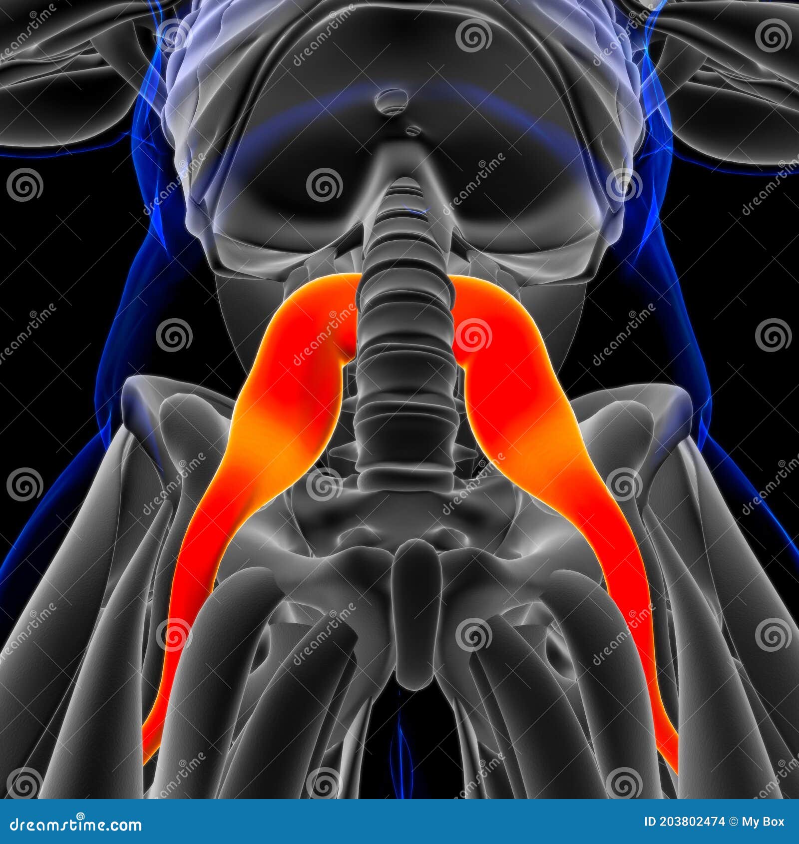 Psoas Major Muscle Anatomy for Medical Concept 3D Illustration Stock ...