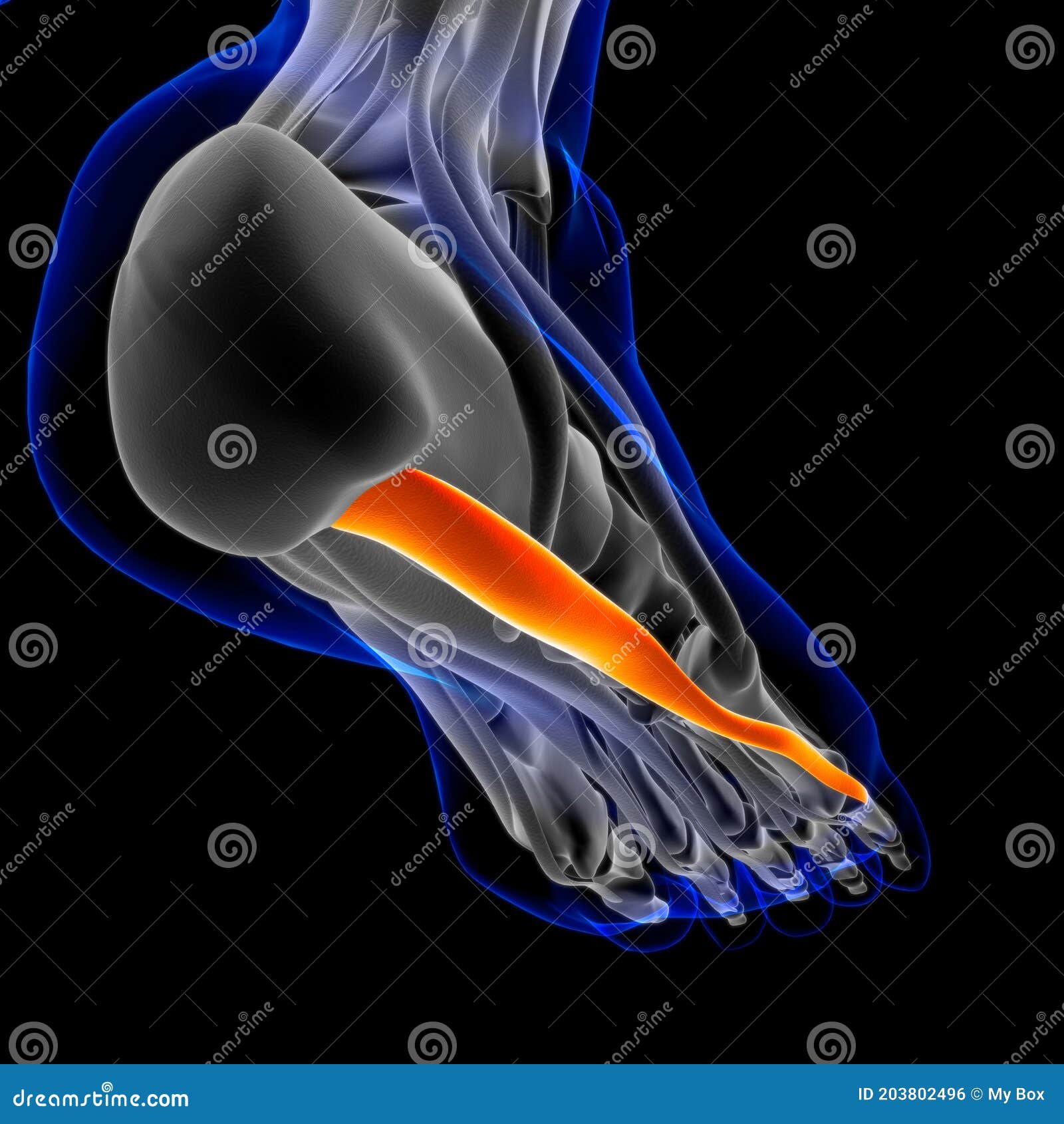 Abductor Digiti Minimi Muscle Anatomy for Medical Concept 3D ...