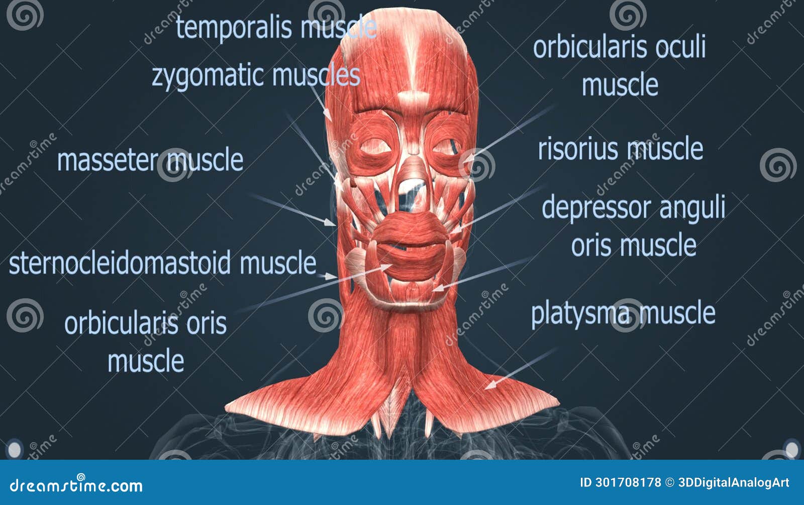 3D Illustration Human Brain Muscles Stock Illustration - Illustration ...