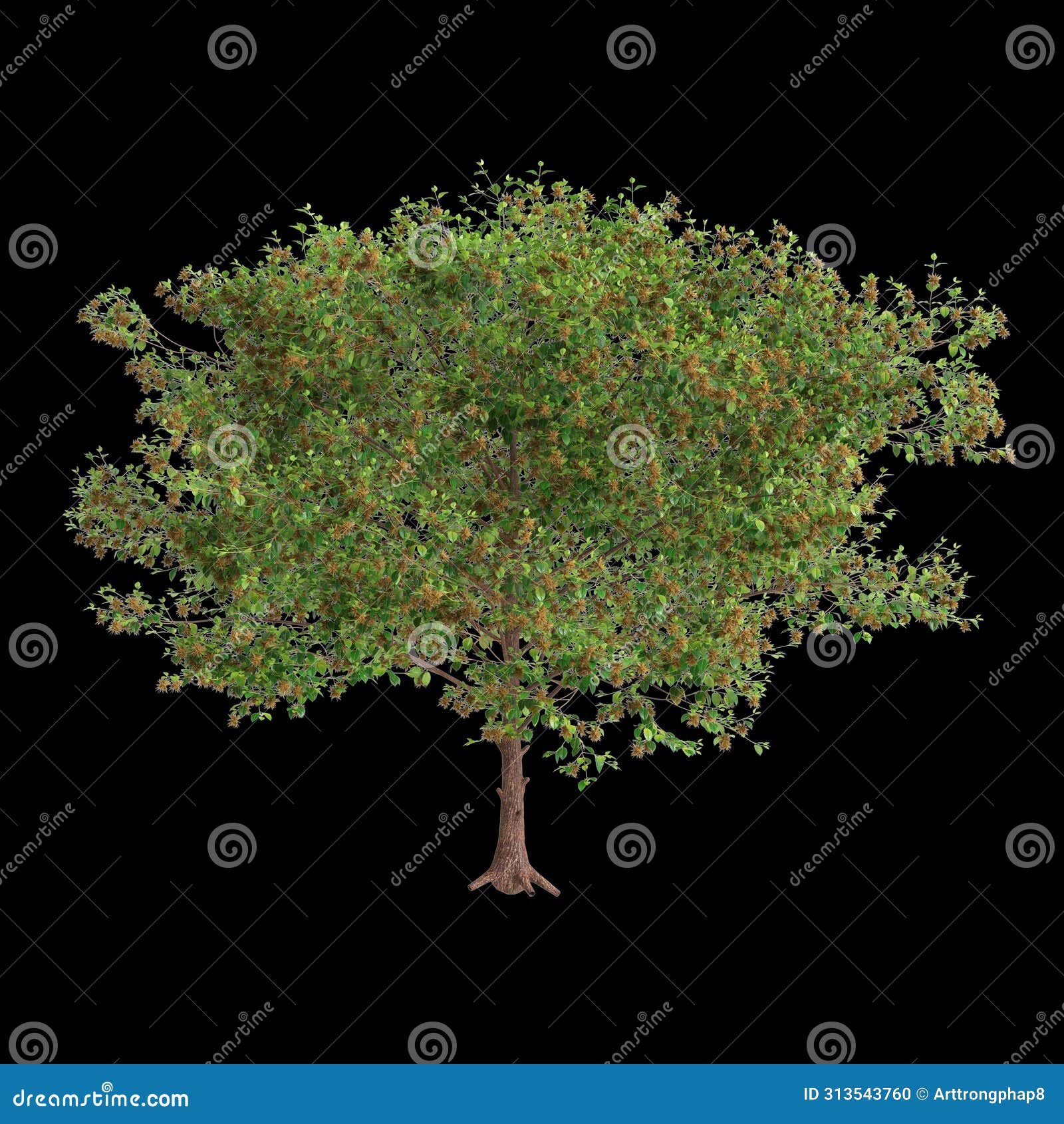 3d Illustration of Neolamarckia Cadamba Tree Isolated on Black ...