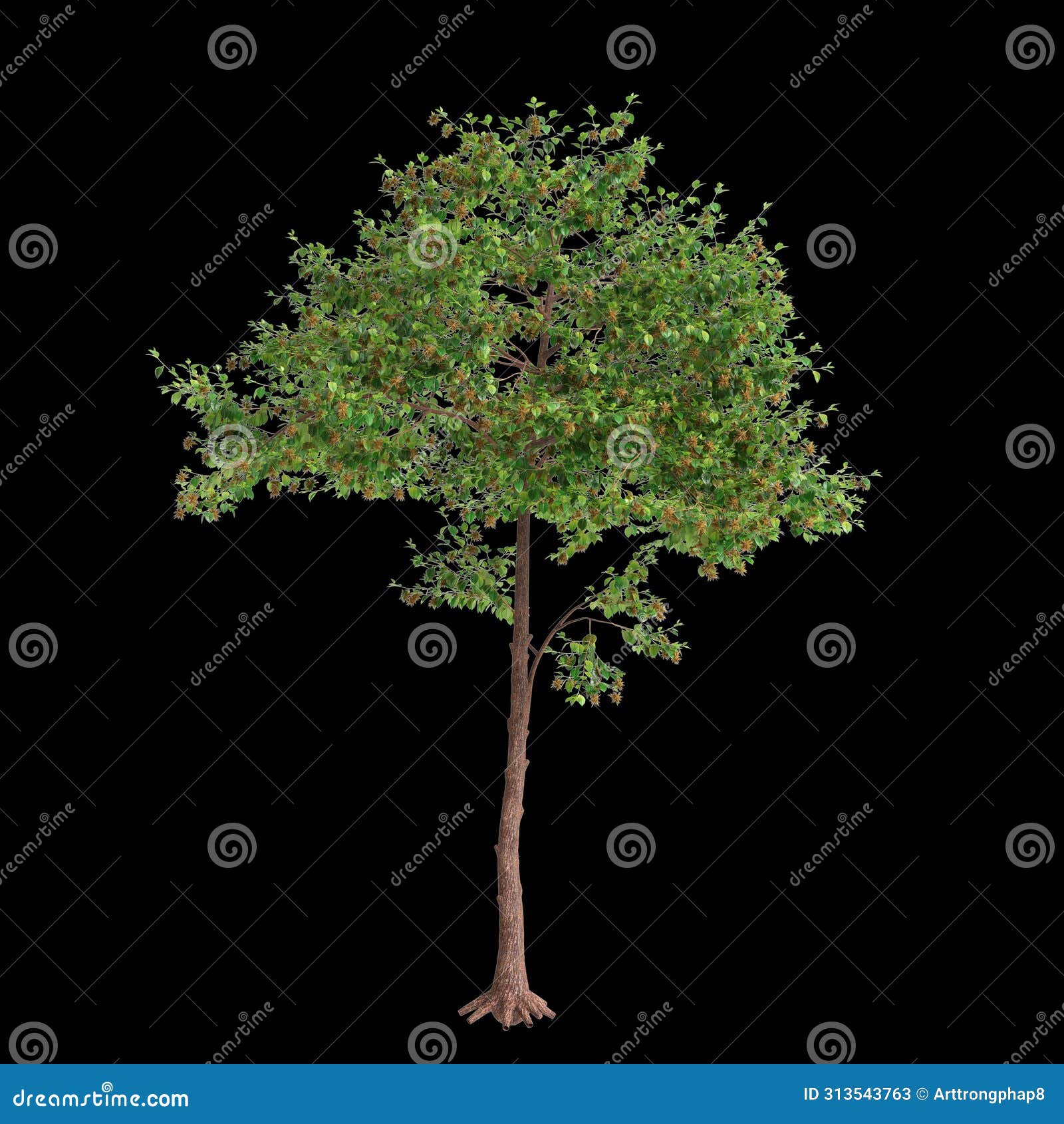 3d Illustration Of Neolamarckia Cadamba Tree Isolated On Black ...