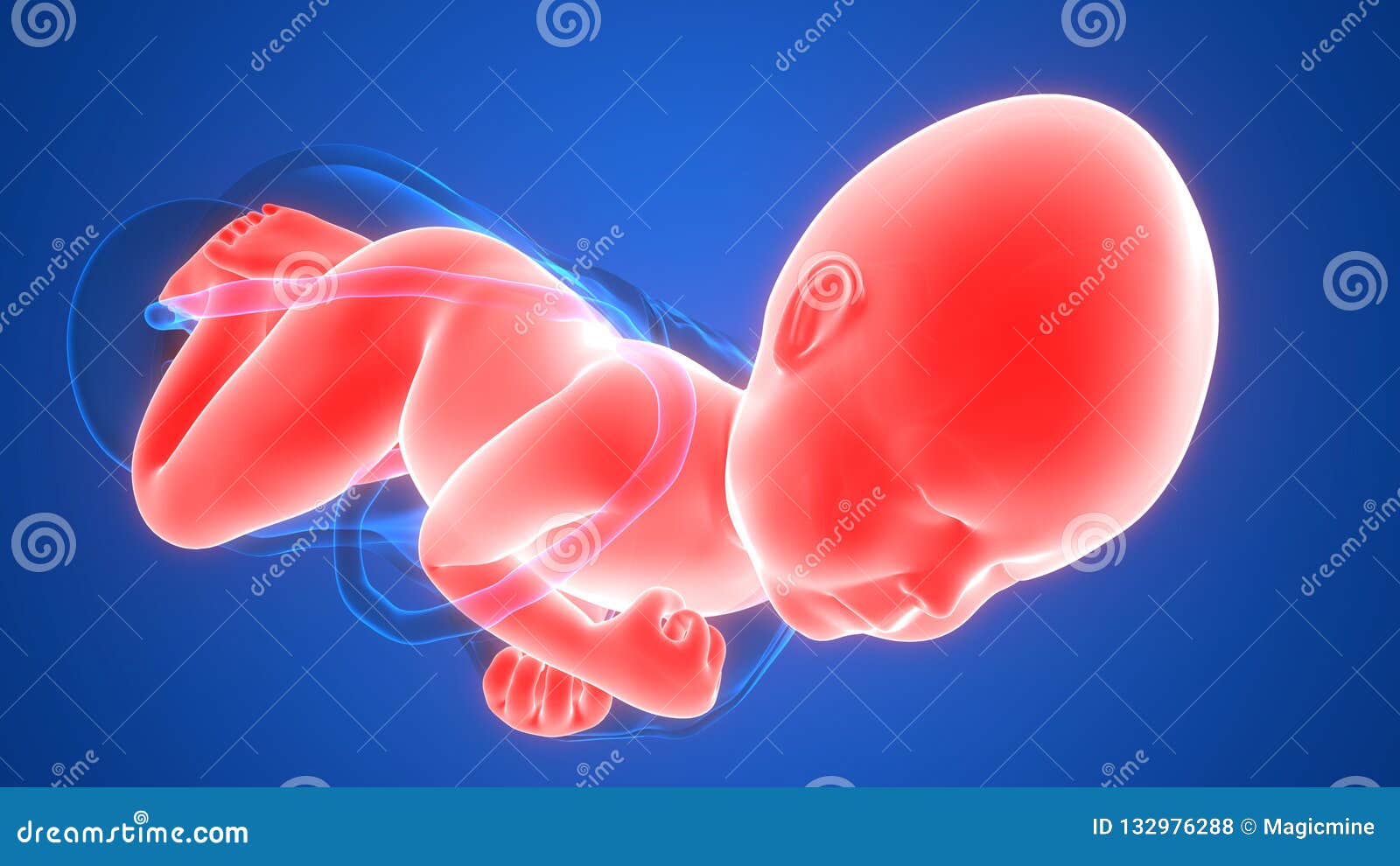 Normal Labor and Vaginal Birth Anatomy Stock Illustration ...