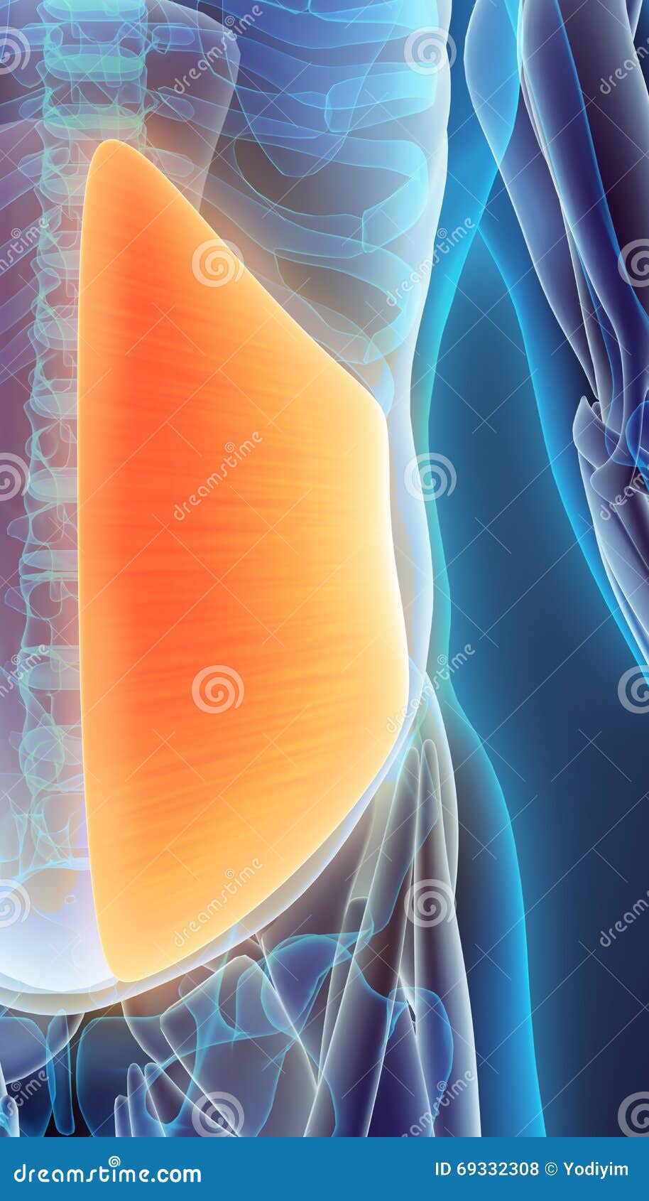 3D Illustration of Obliquus Internus. Stock Illustration - Illustration ...