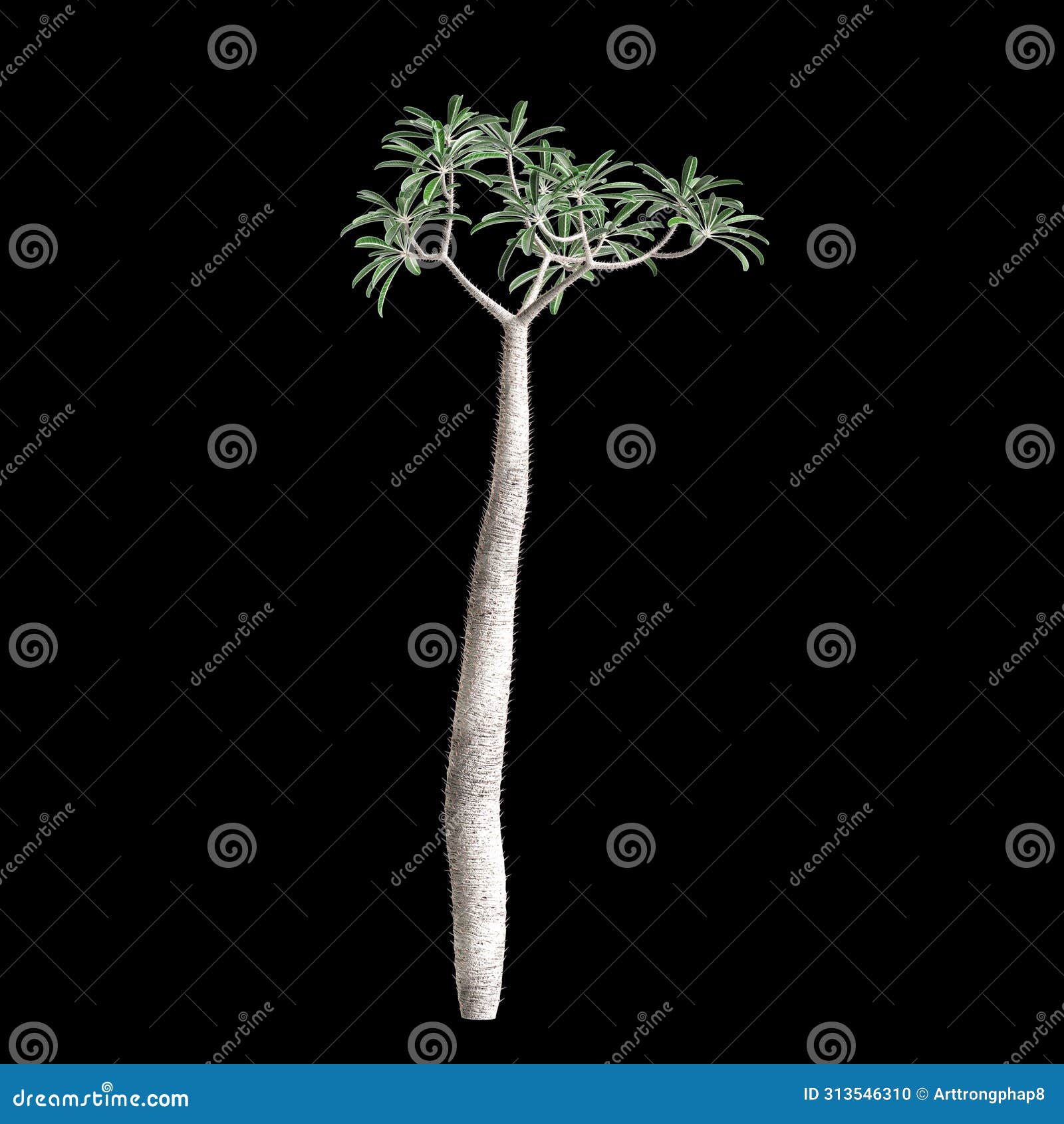 3d Illustration Of Pachypodium Geayi Tree Isolated On Black Background ...