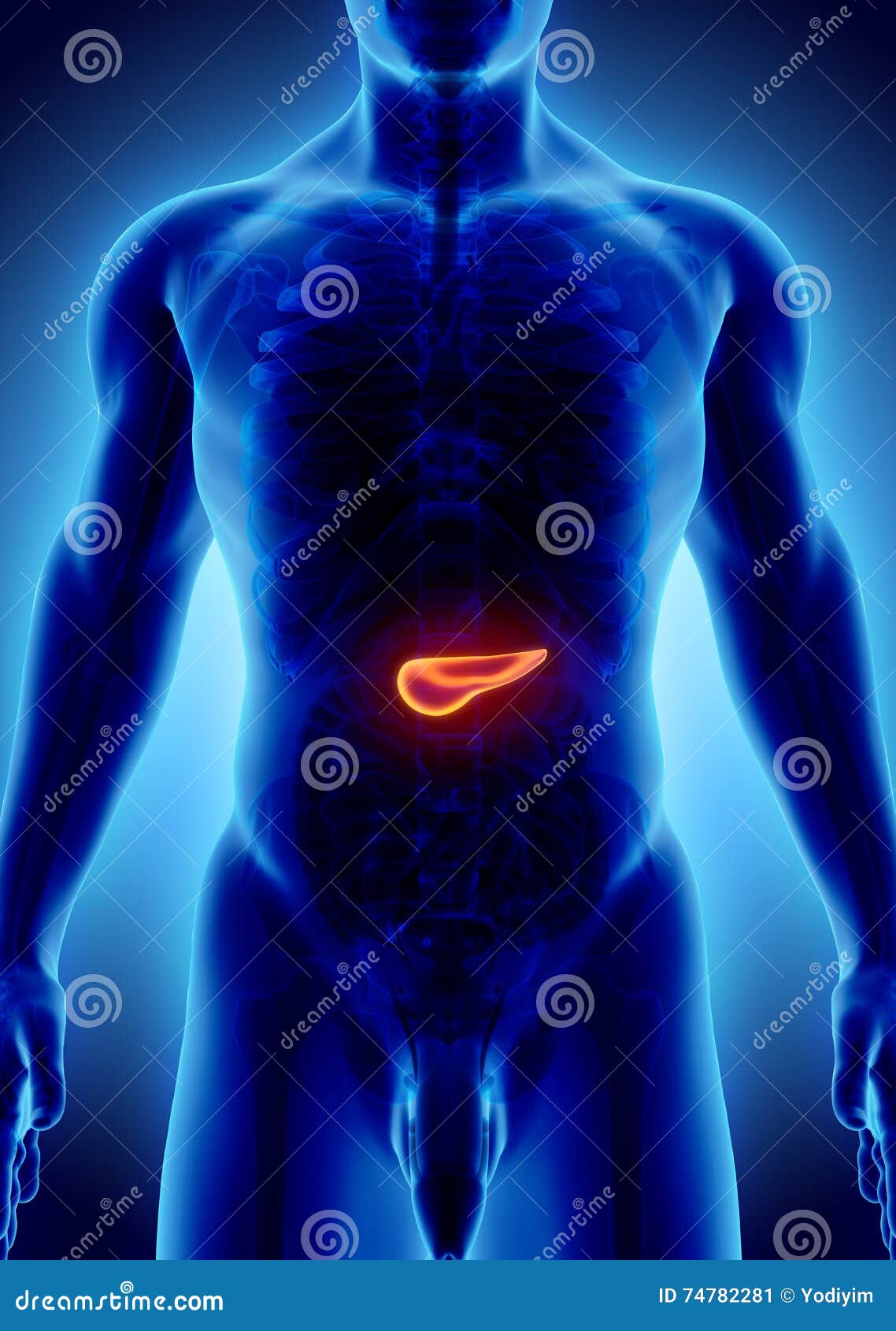 3D Illustration of Pancreas - Part of Digestive System. Stock ...