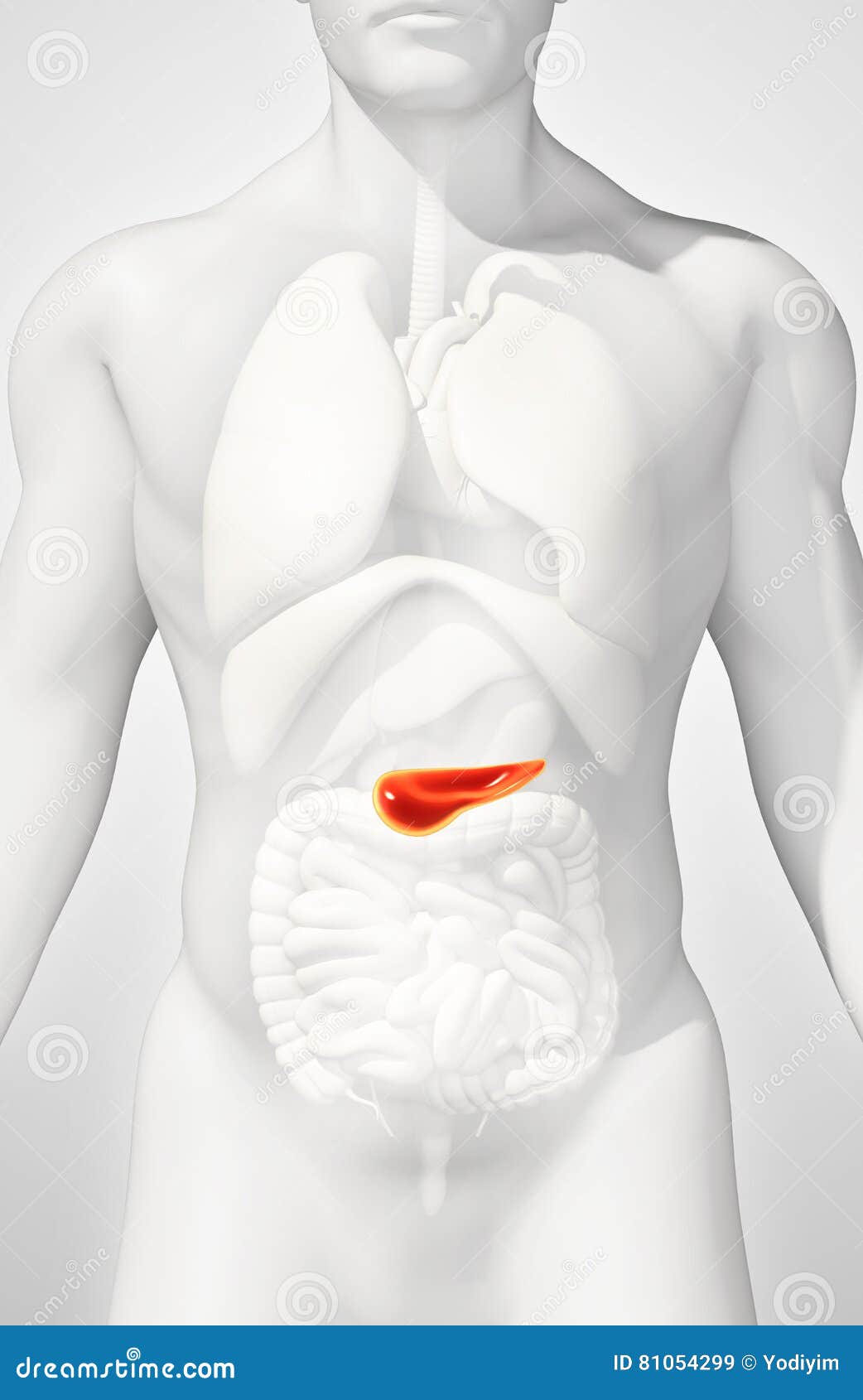 Part Of Digestive System, Large Gland In Stomach. Outline. Pancreas ...