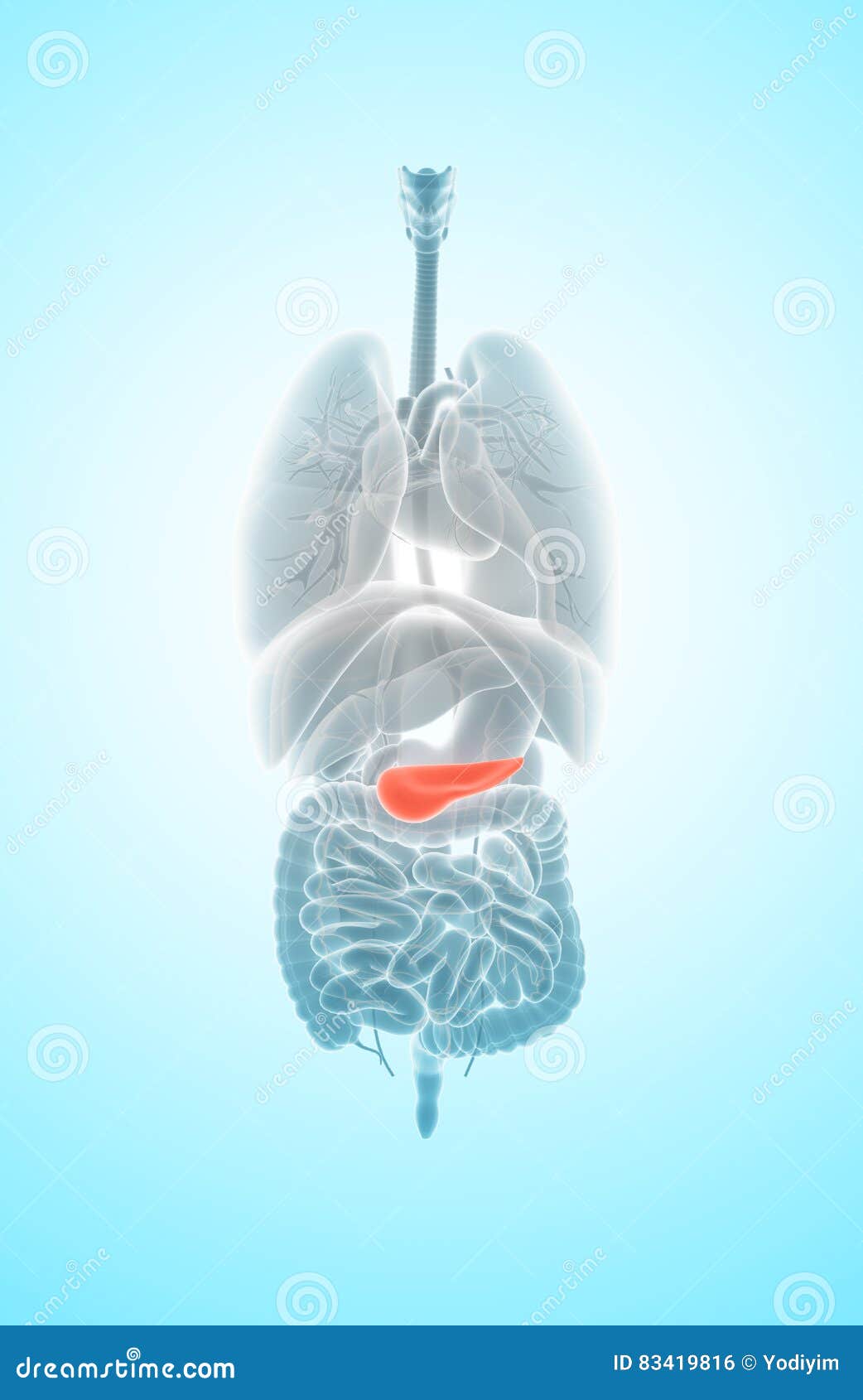 Part Of Digestive System, Large Gland In Stomach. Outline. Pancreas ...