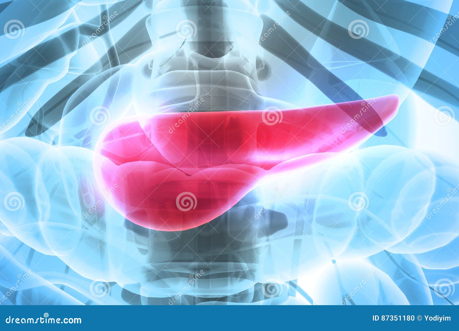 3D Illustration of Pancreas - Part of Digestive System. Stock ...