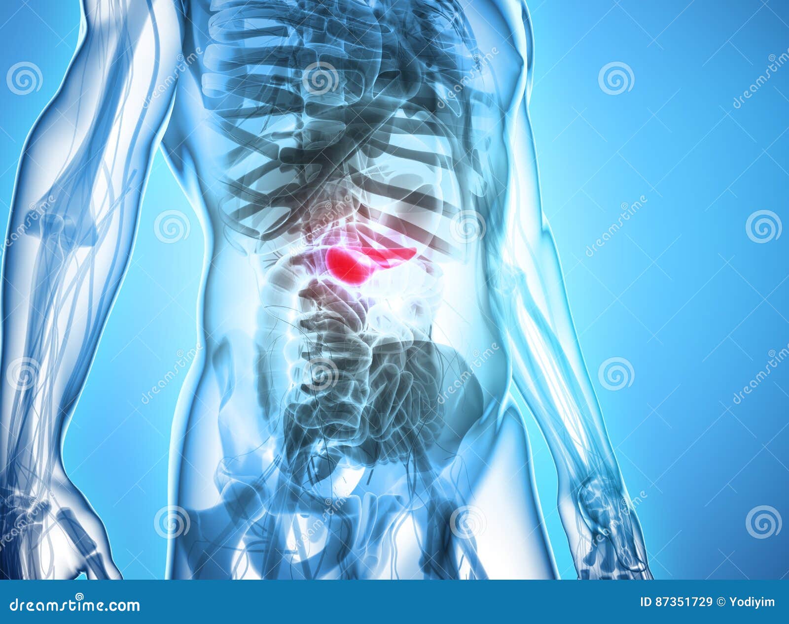 Part Of Digestive System, Large Gland In Stomach. Outline. Pancreas ...
