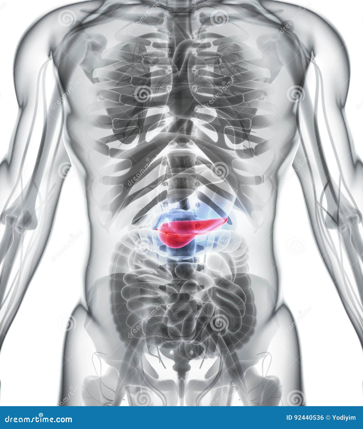 3D Illustration of Pancreas - Part of Digestive System. Stock ...