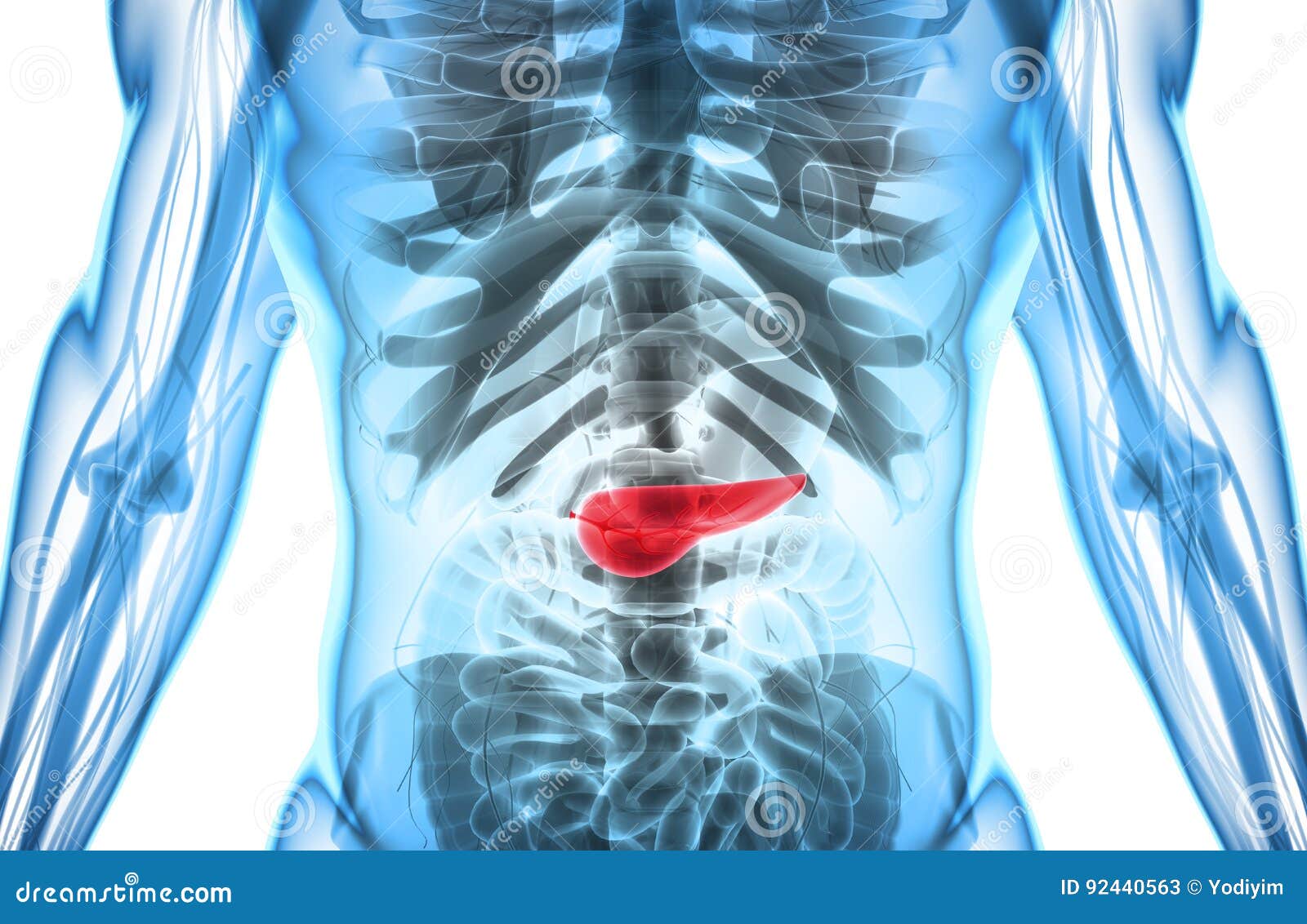 3D Illustration of Pancreas - Part of Digestive System. Stock ...