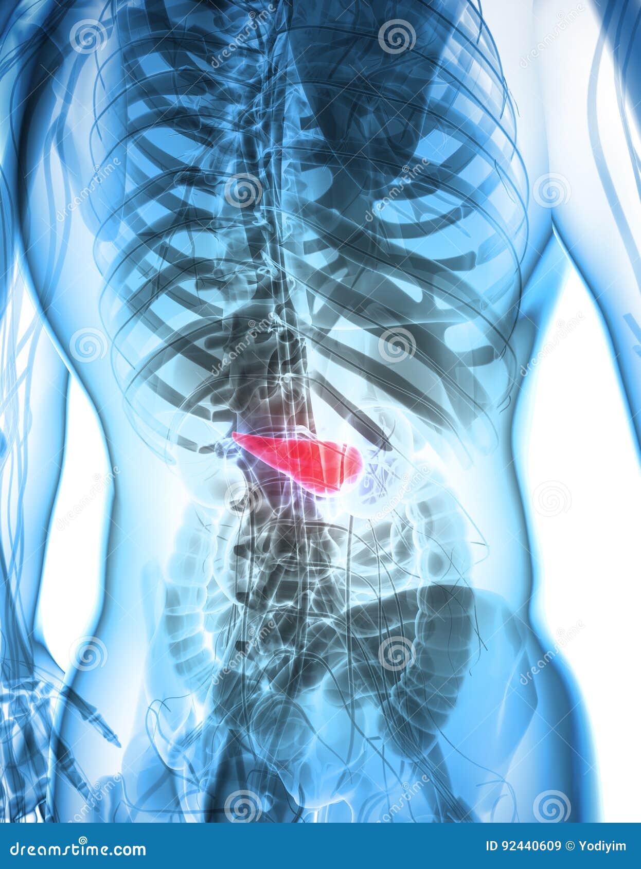 Part Of Digestive System, Large Gland In Stomach. Outline. Pancreas ...