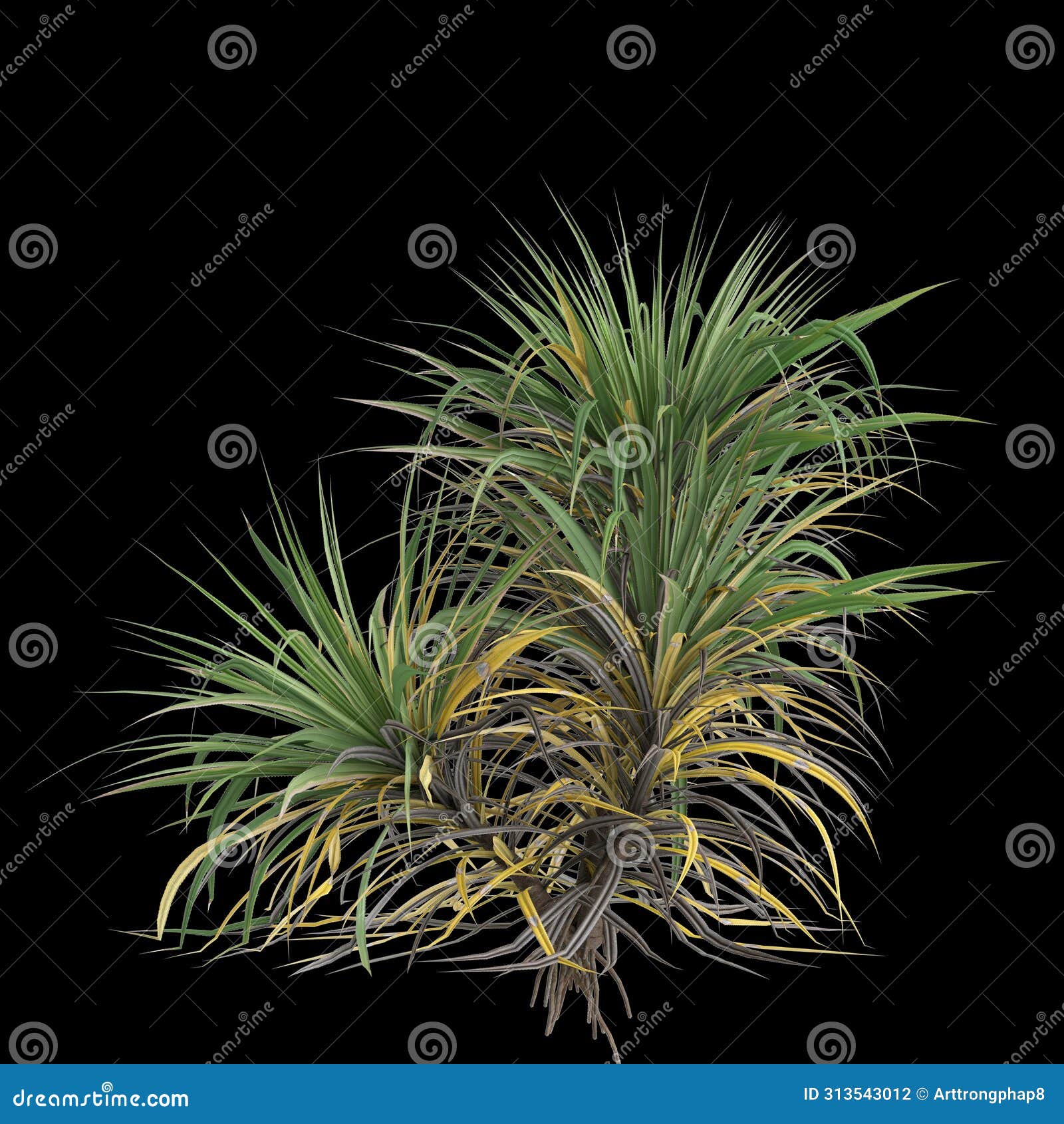 3d Illustration Of Pandanus Baptistii Variegata Bush Isolated On Black ...