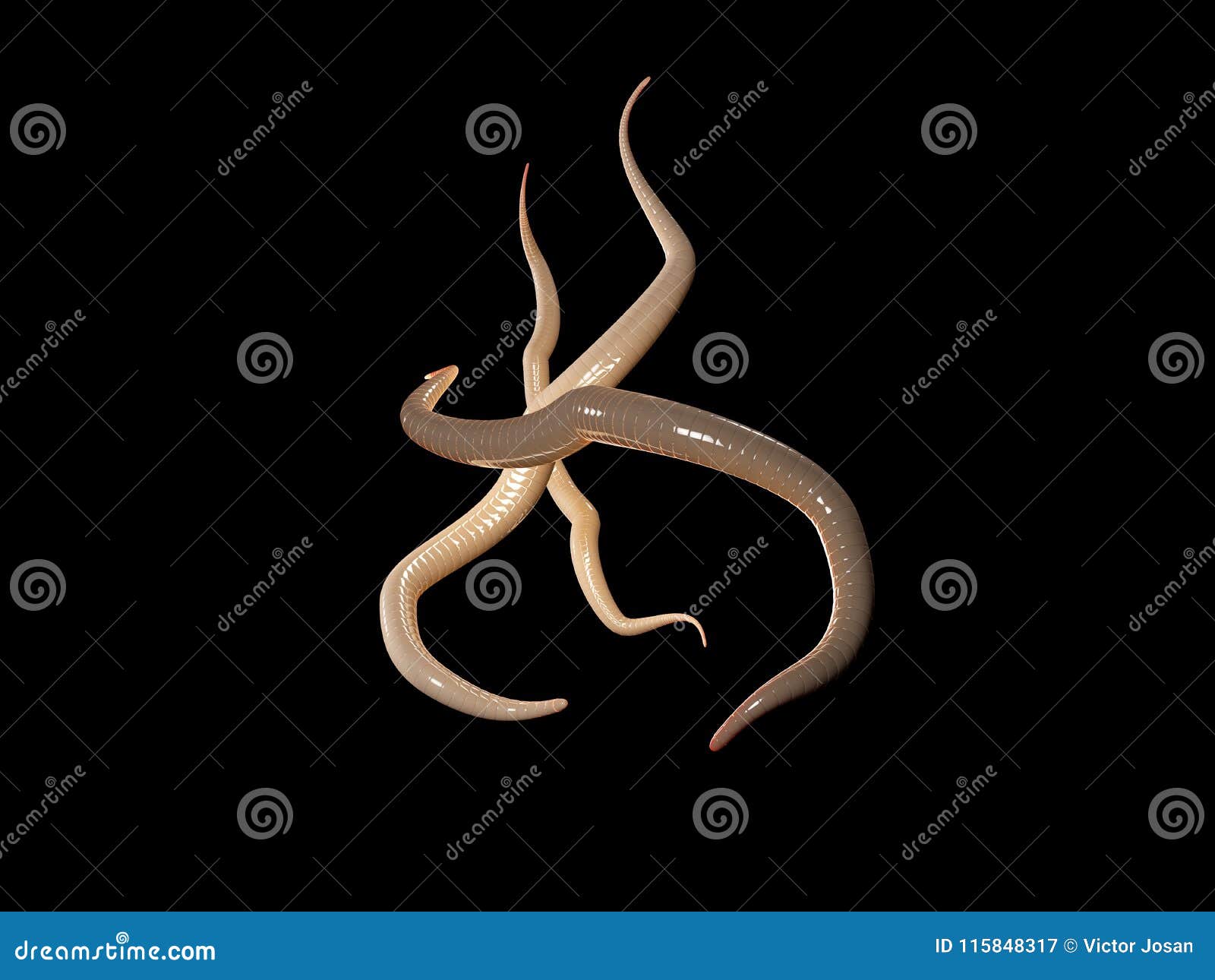 Ascariasis, Roundworm Illustration, Drawing, Engraving, Ink, Line Art ...