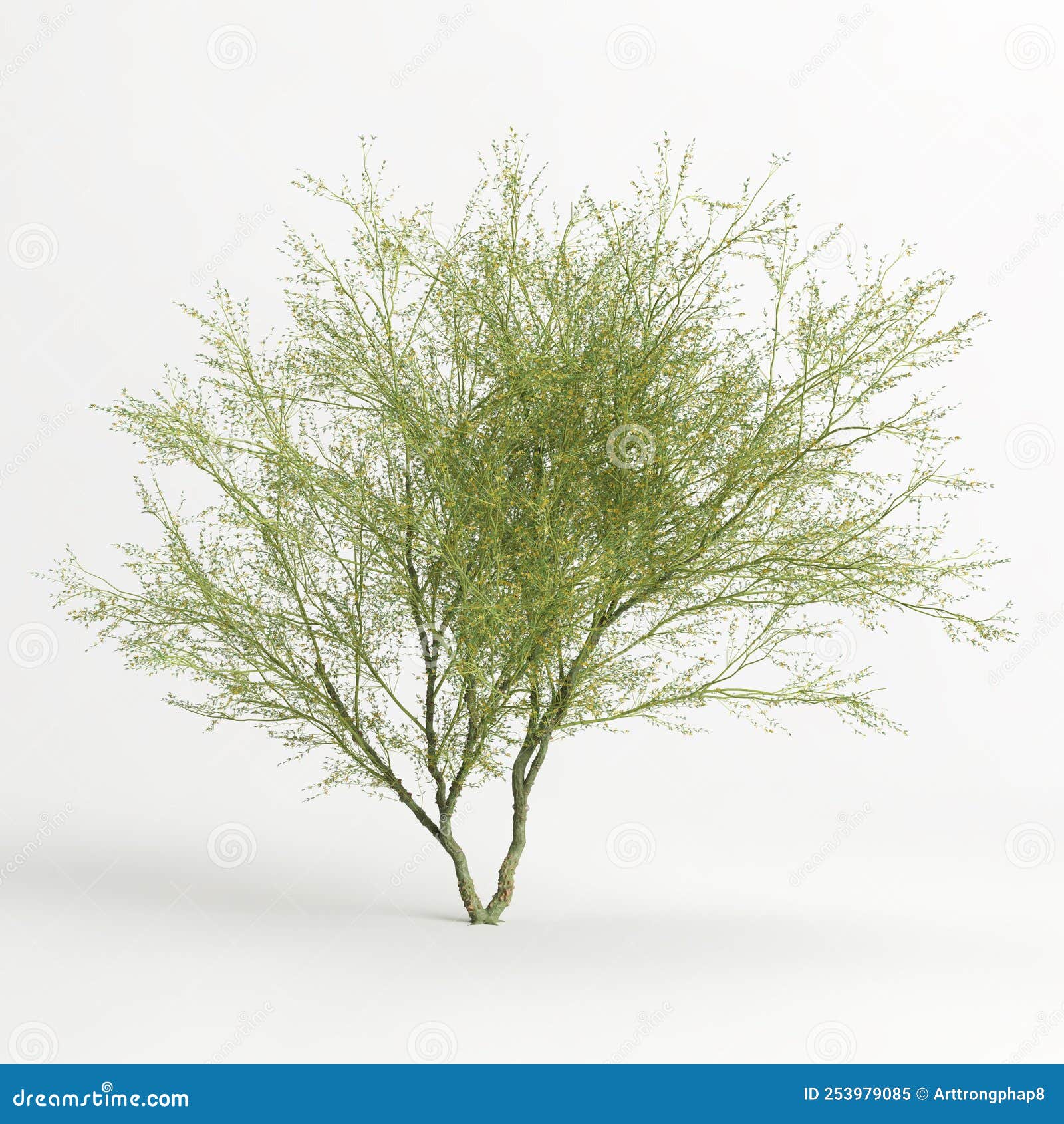 3d Illustration Of Parkinsonia Florida Tree Isolated On White ...