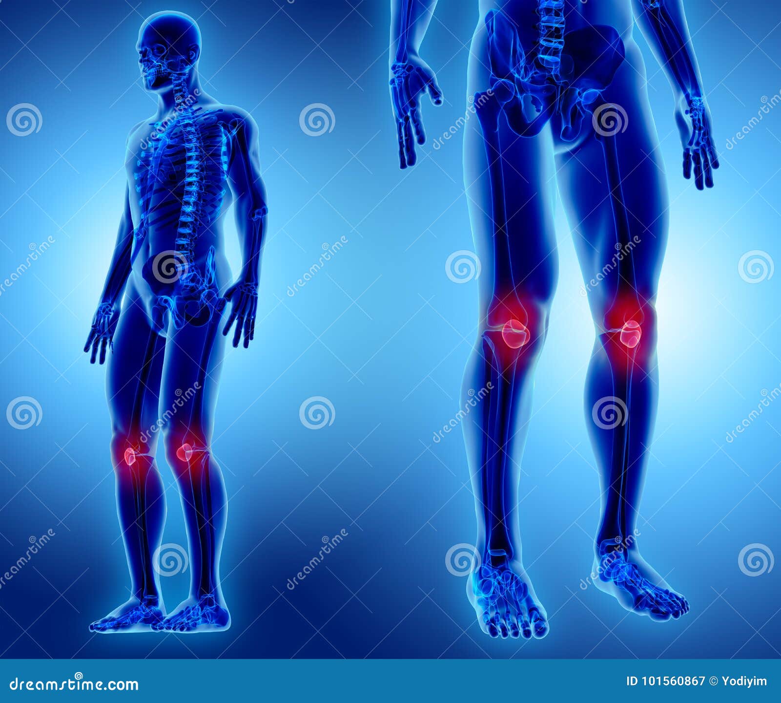 3D Illustration of Patella, Medical Concept. Stock Illustration ...