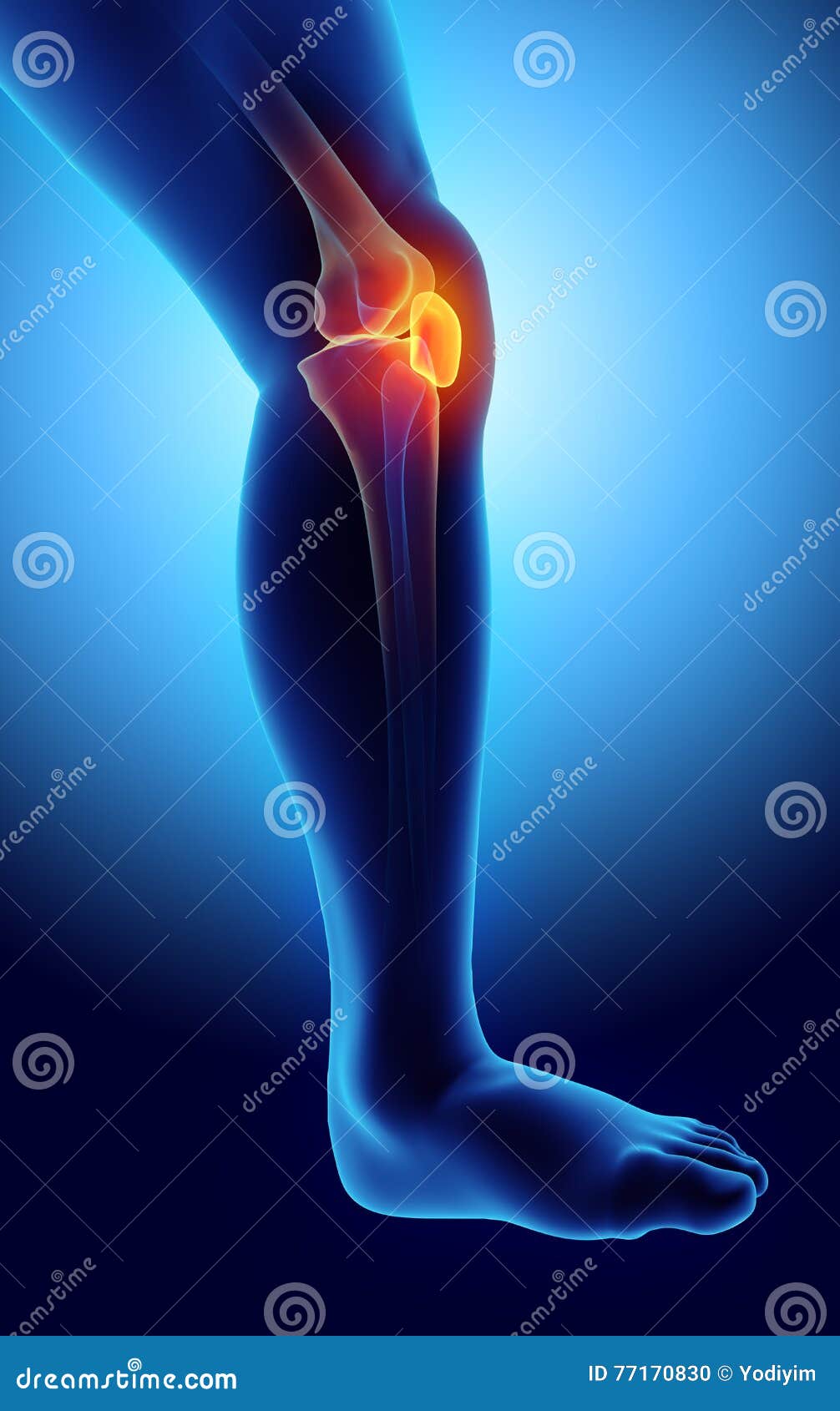 The Patella Stock Illustration | CartoonDealer.com #45381760